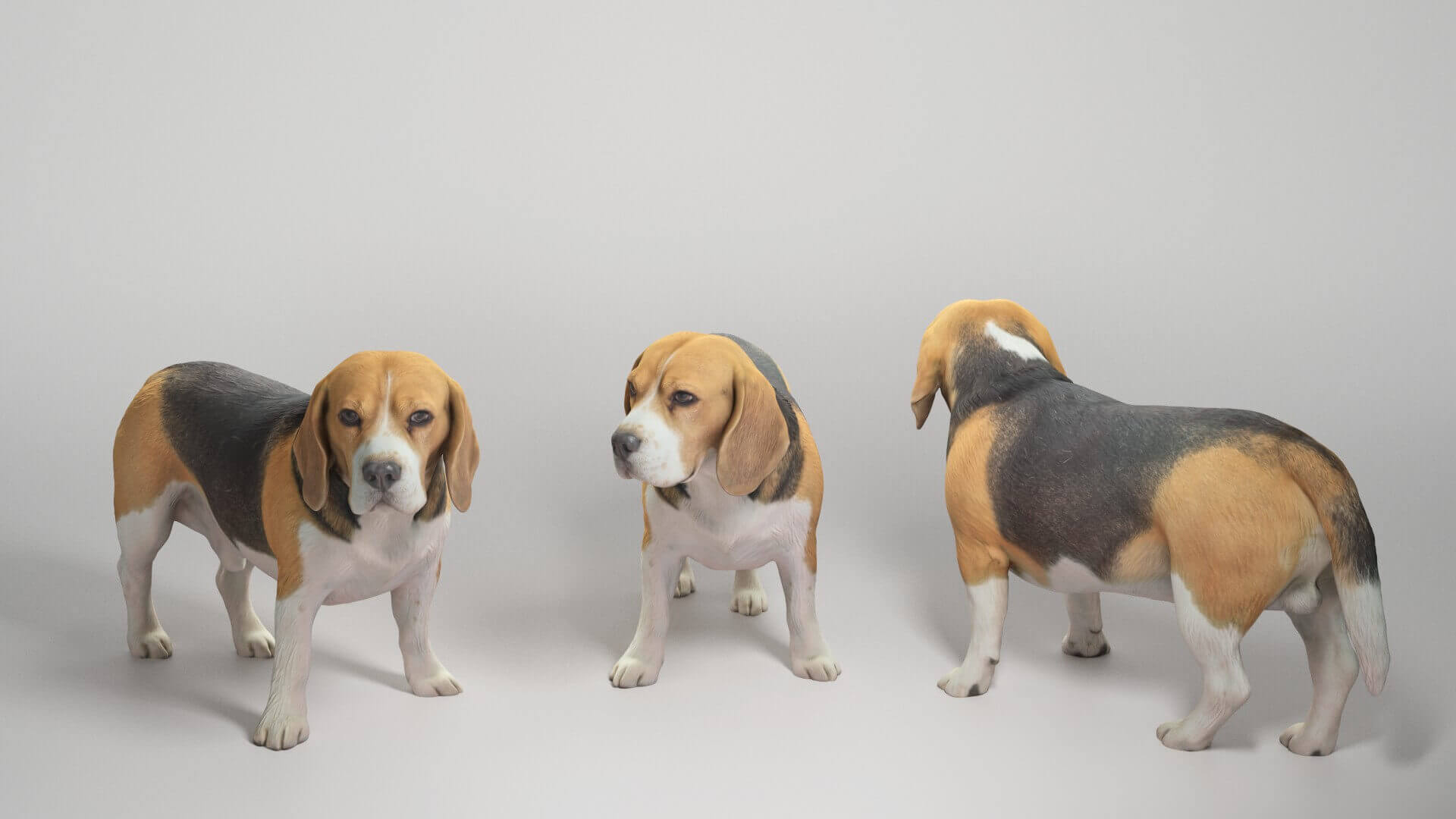 Beagle Dog 09 - 3D Model by deep3dstudio
