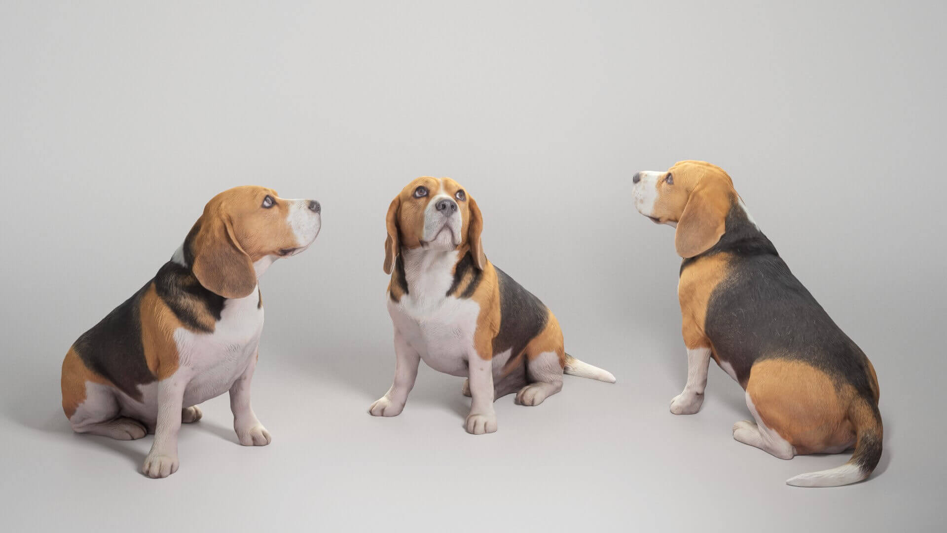 Beagle Dog 18 - 3D Model by deep3dstudio