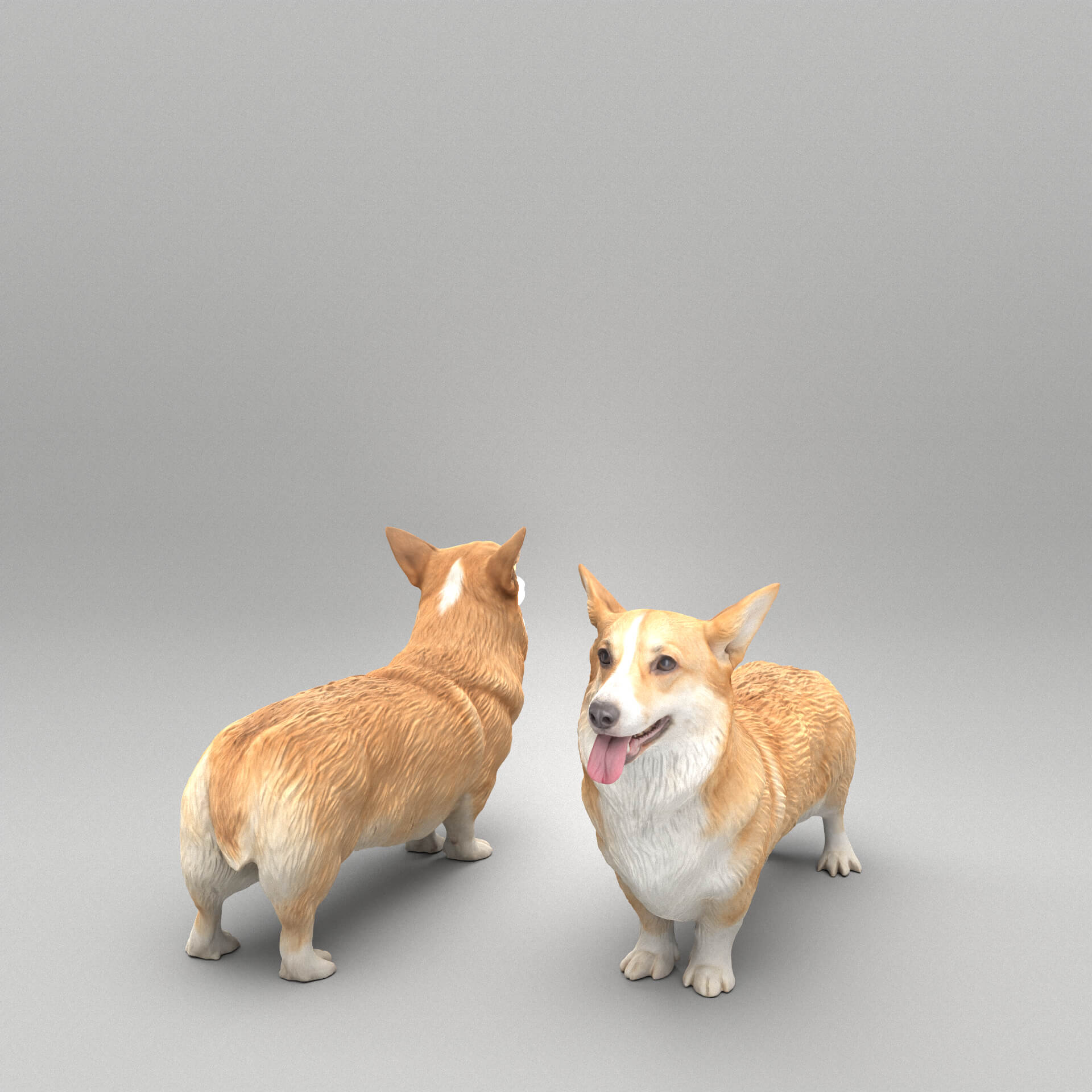 Corgi Dog 39 - 3D Model by deep3dstudio