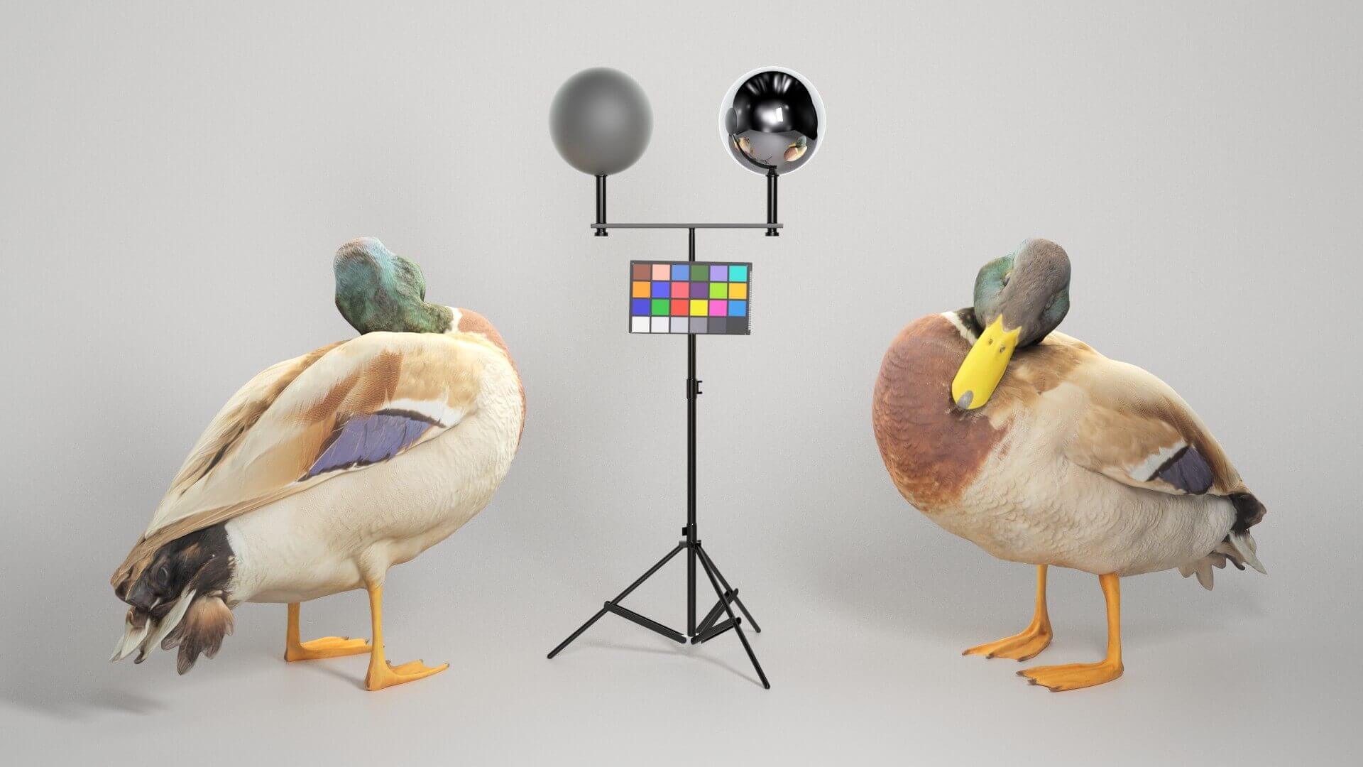 Duck 16 - 3D Model by deep3dstudio