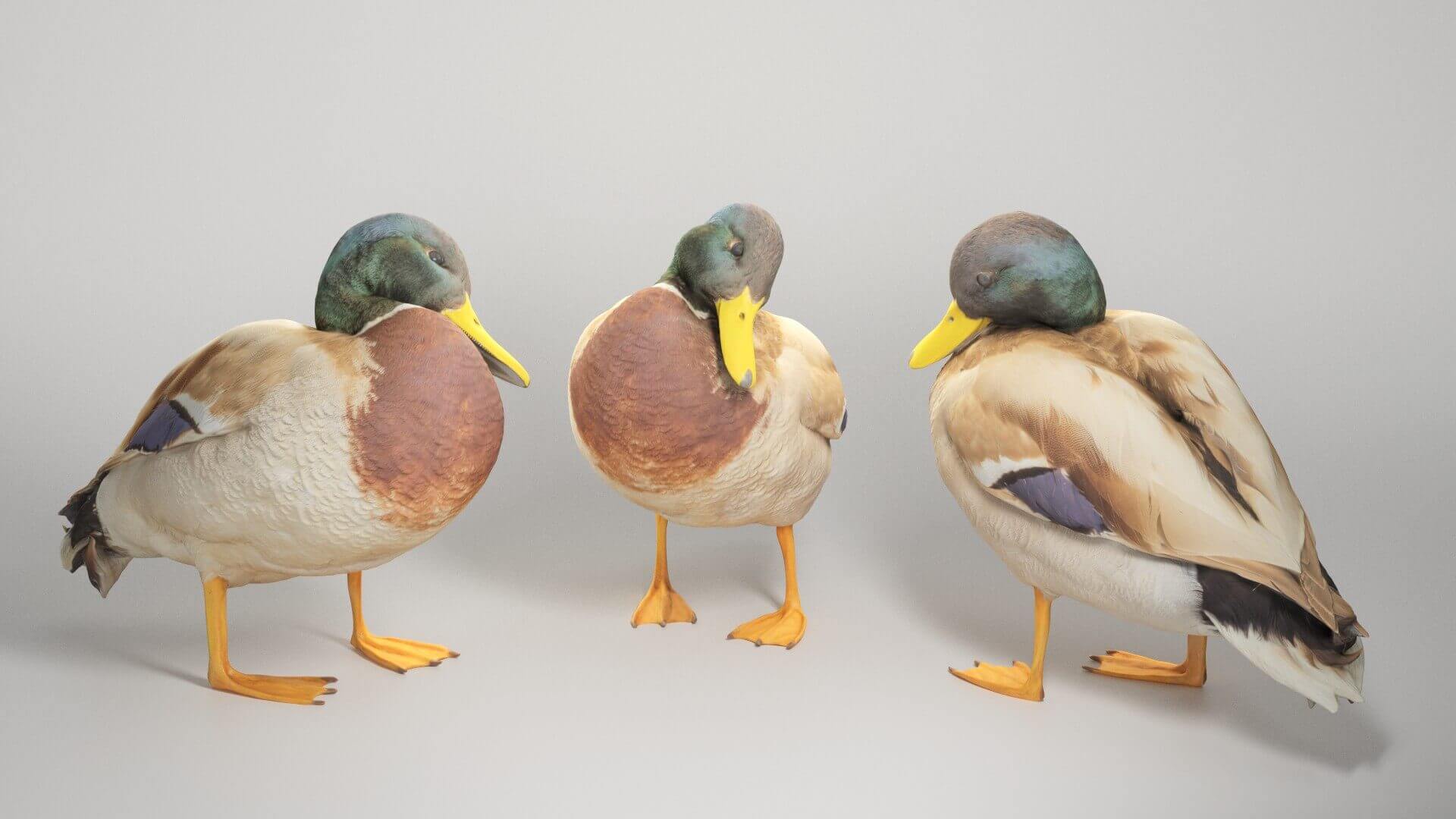 Duck 16 - 3D Model by deep3dstudio