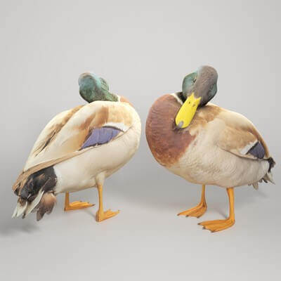Duck 16 - 3D Model by deep3dstudio