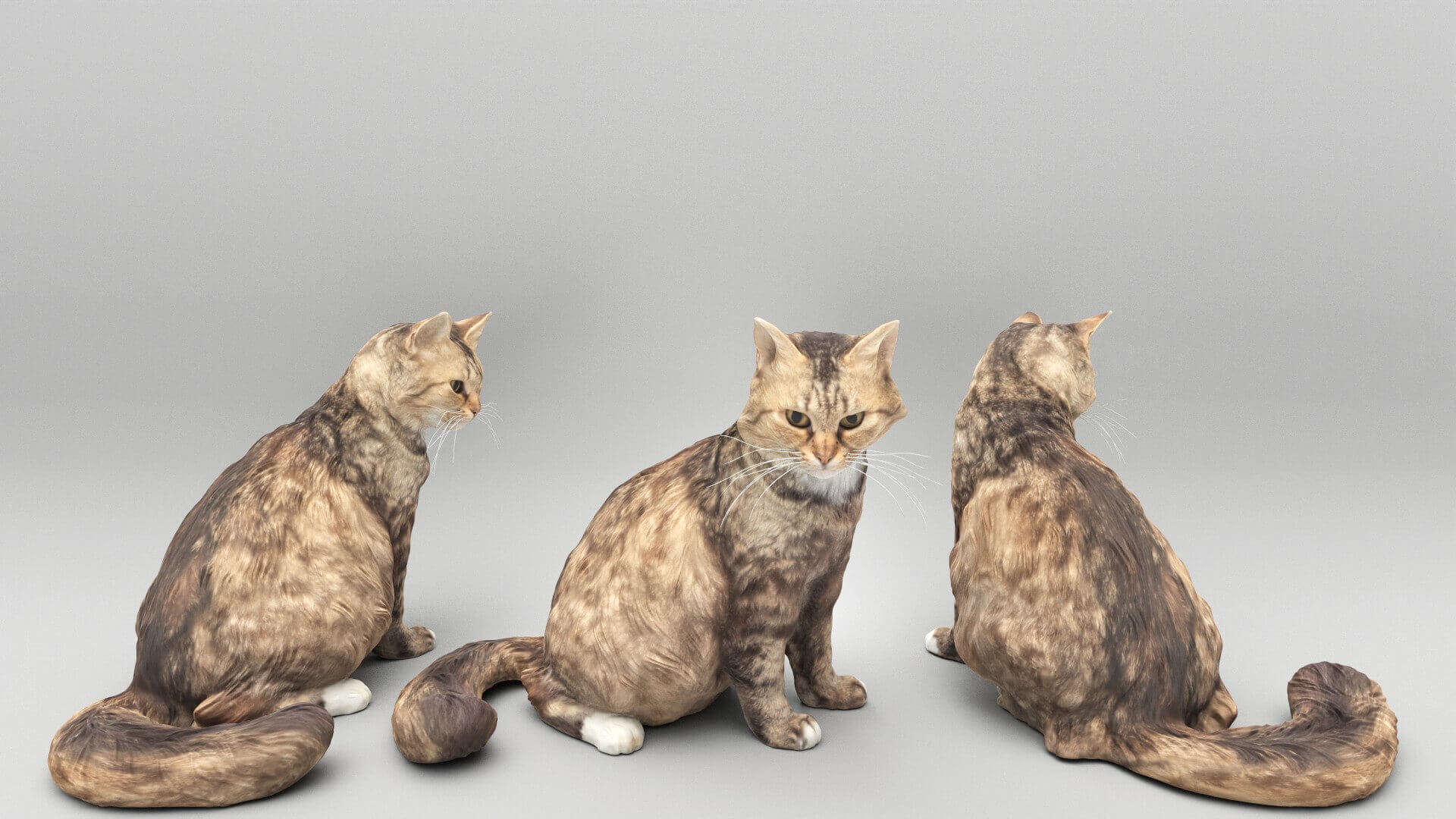 Fluffy Cat 28 - 3D Model by deep3dstudio