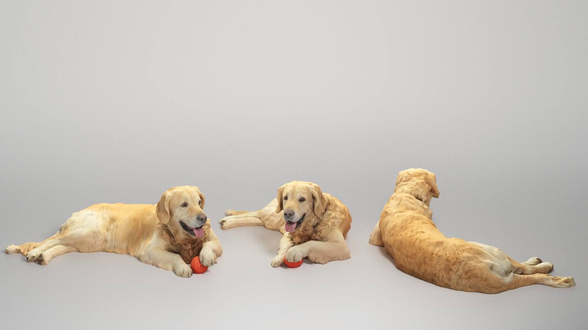 Golden Retriever 17 - 3D Model by deep3dstudio
