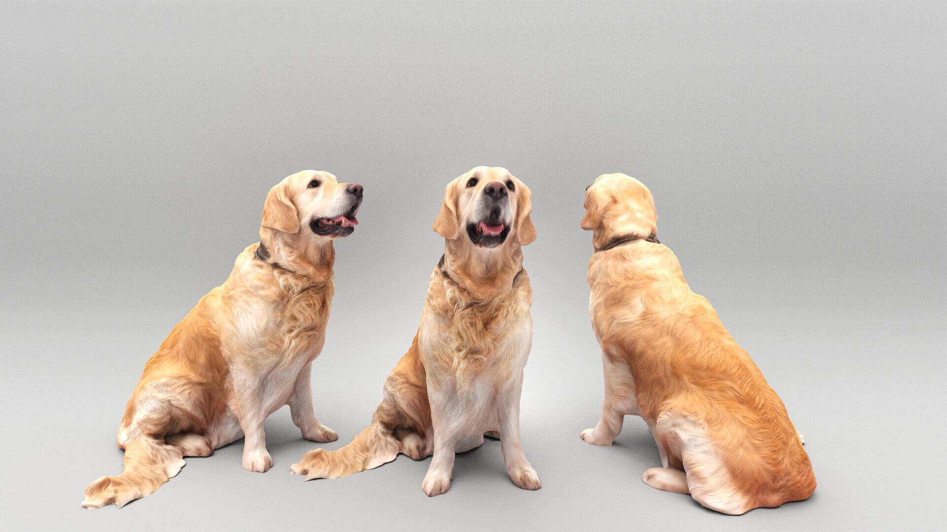 Golden Retriever Dog 23 - 3D Model by deep3dstudio