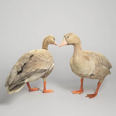 Goose 19 - 3D Model by deep3dstudio