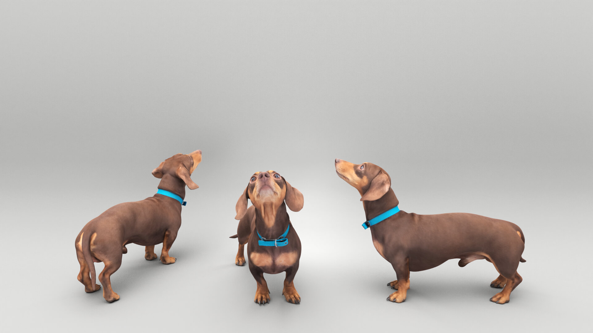 Playful Dachshund Dog 35 - 3D Model by deep3dstudio