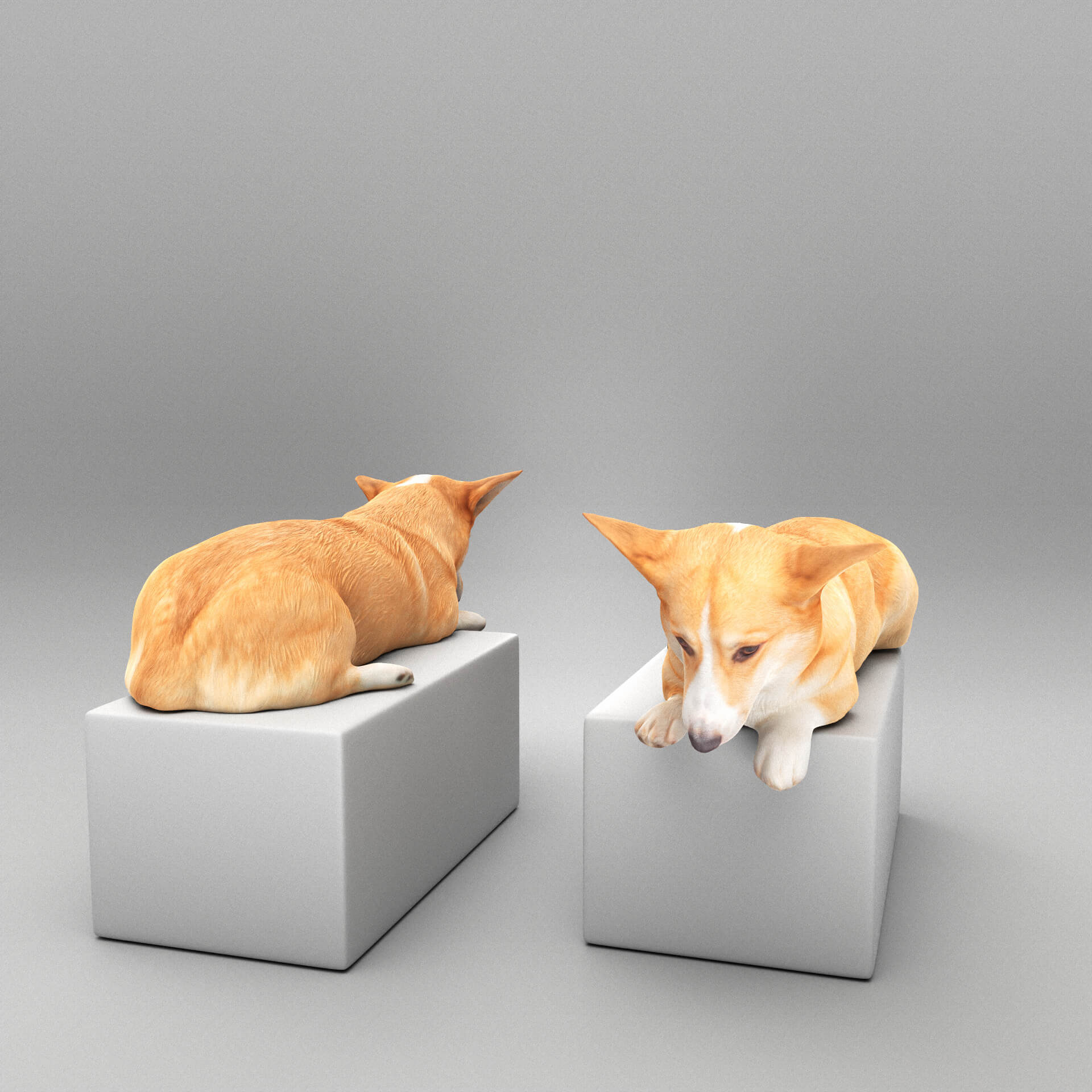 Welsh Corgi 44 - 3D Model by deep3dstudio