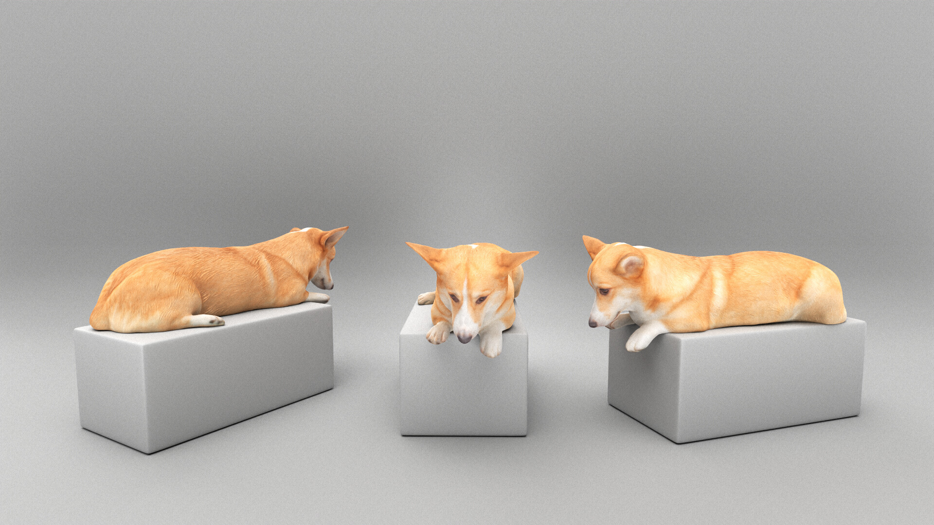 Welsh Corgi 44 - 3D Model by deep3dstudio