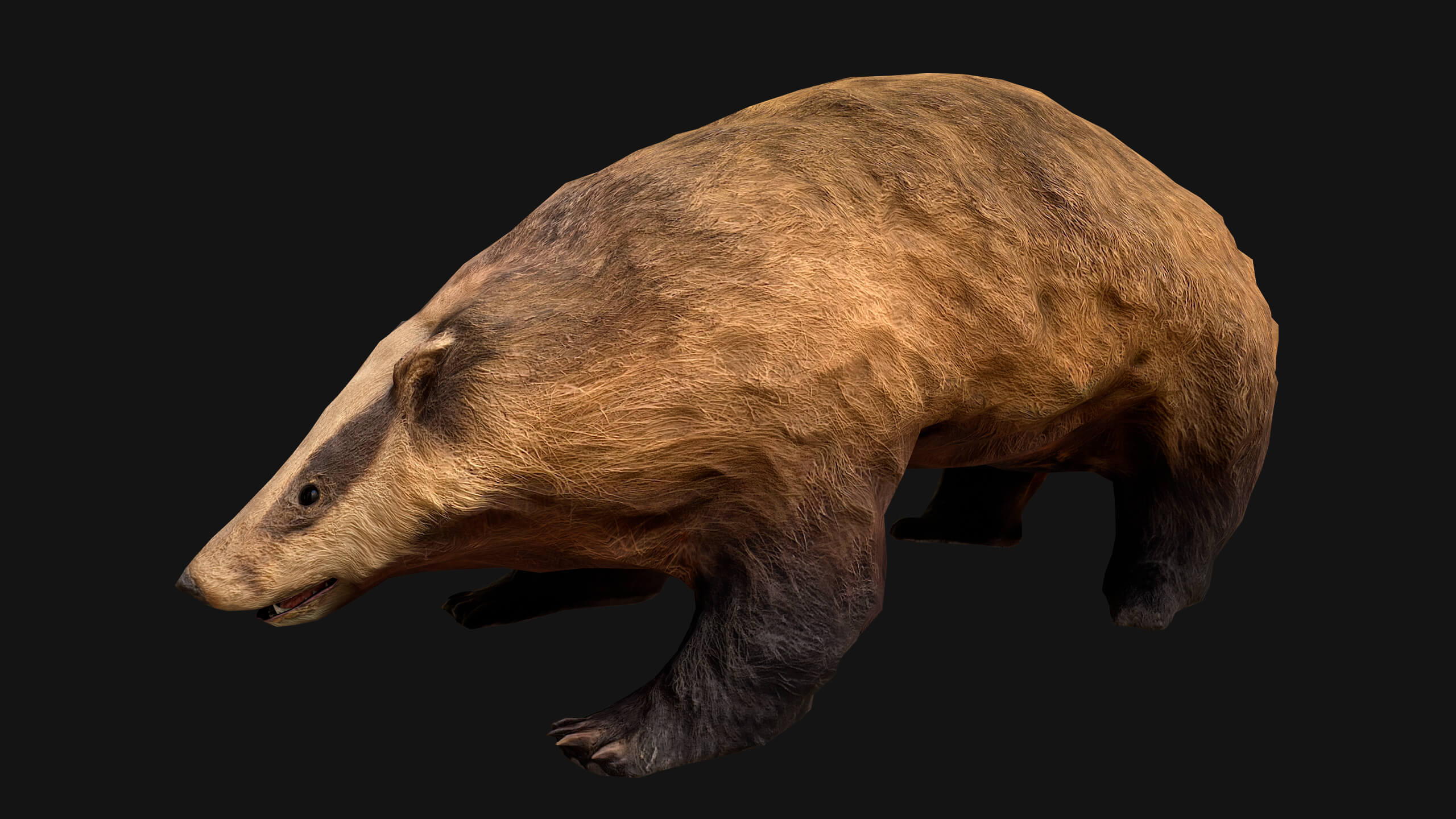 Badger Wild Animal - 3D Model by Dereza