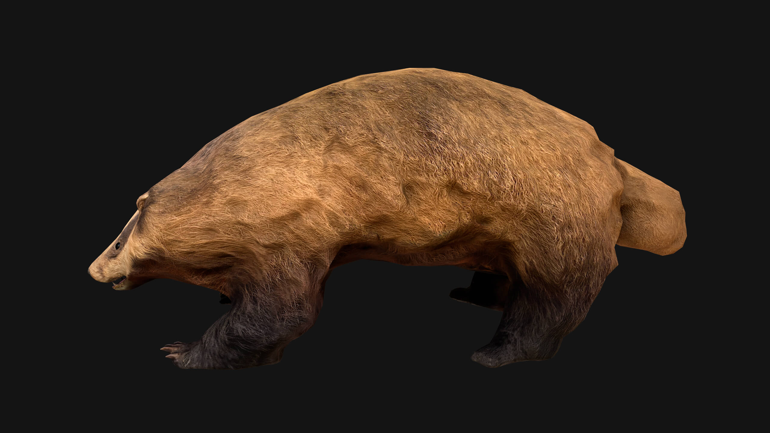 Badger Wild Animal - 3D Model by Dereza