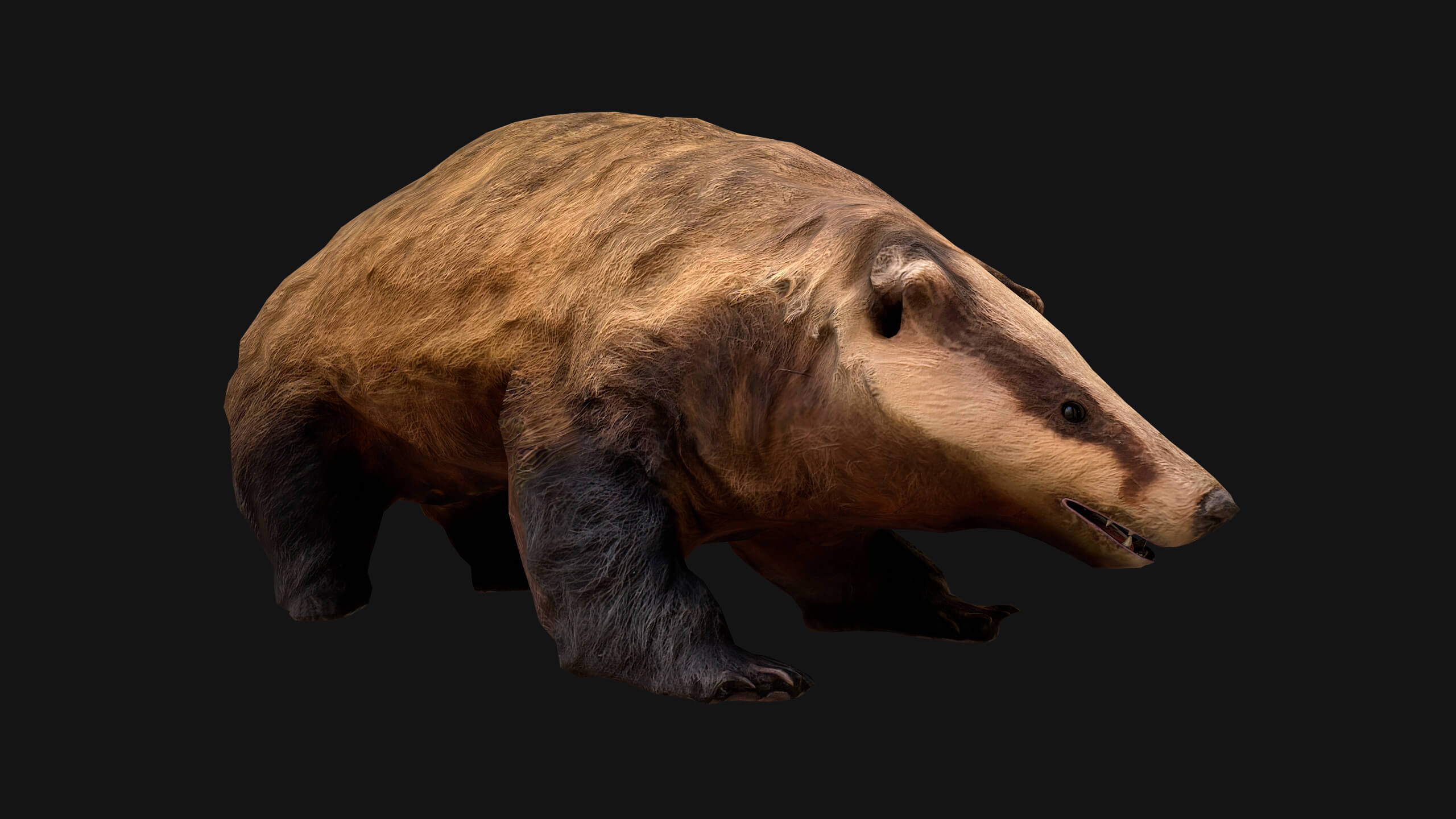 Badger Wild Animal - 3D Model by Dereza
