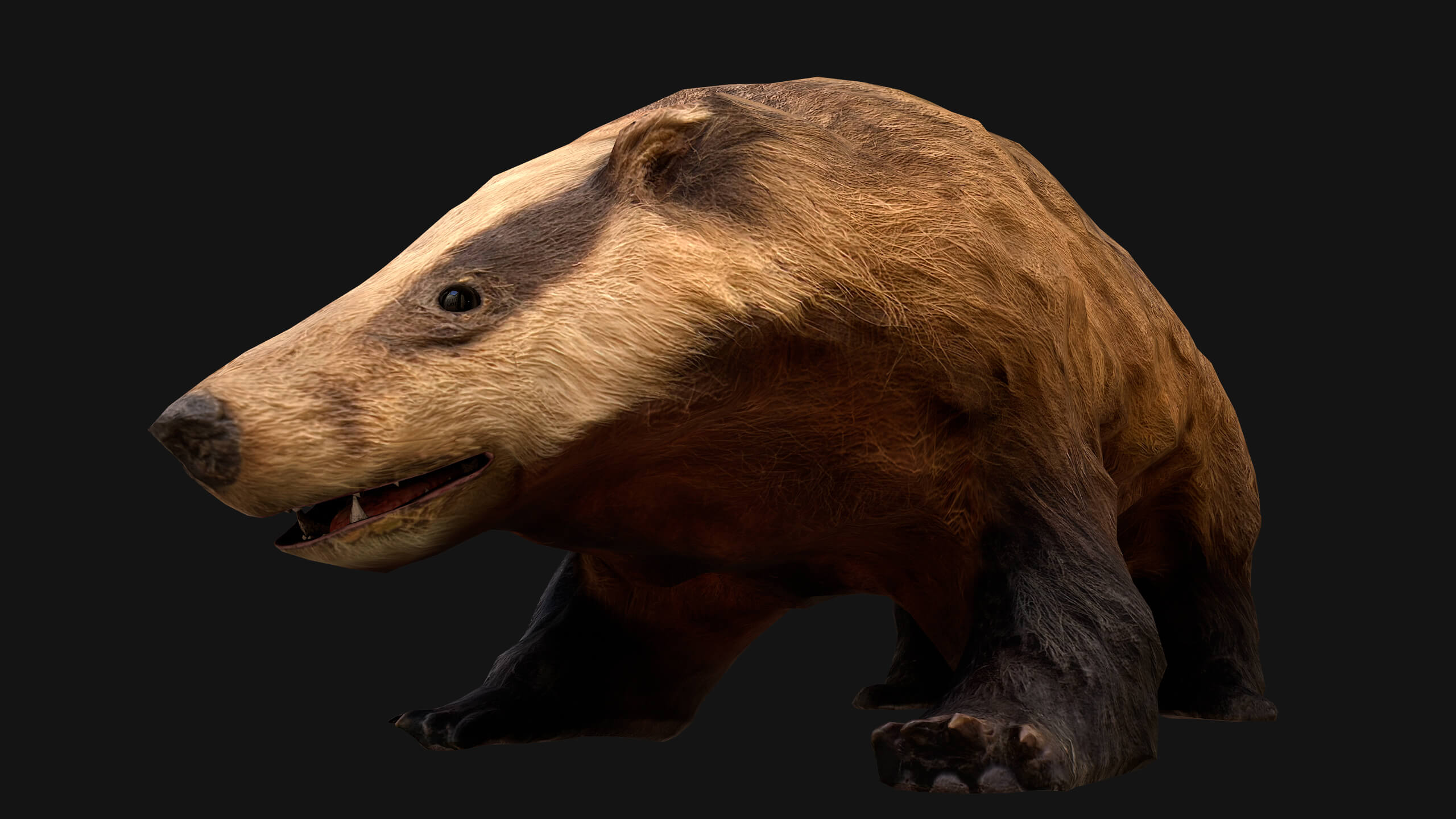Badger Wild Animal - 3D Model by Dereza