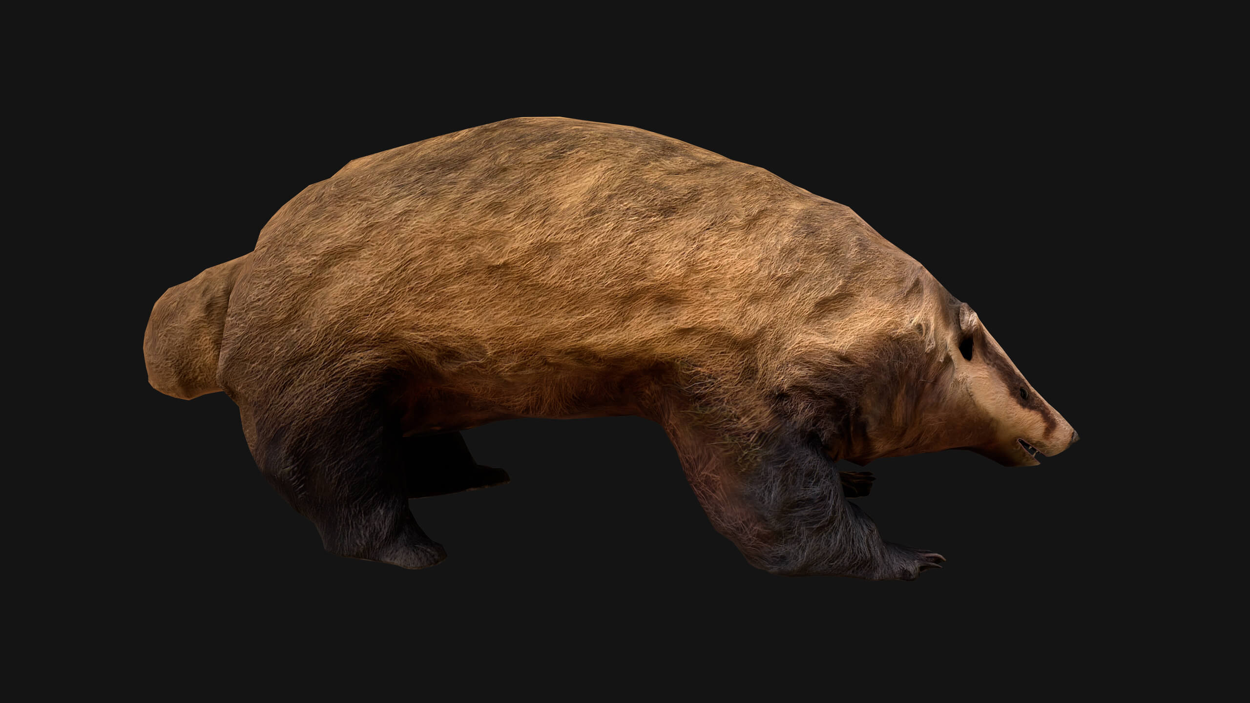 Badger Wild Animal - 3D Model by Dereza