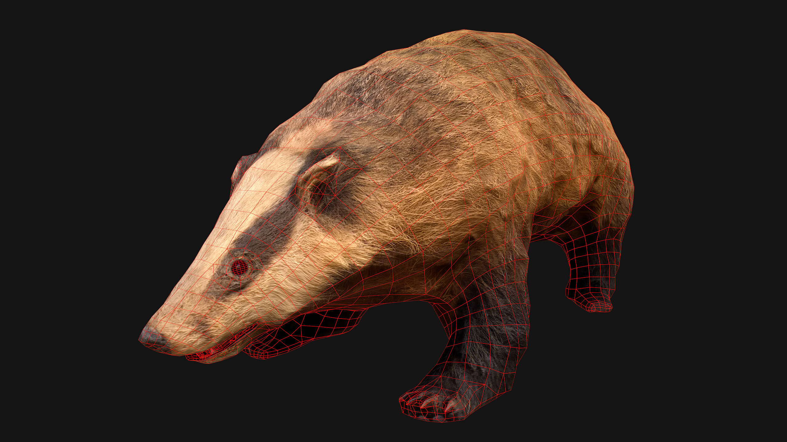 Badger Wild Animal - 3D Model by Dereza