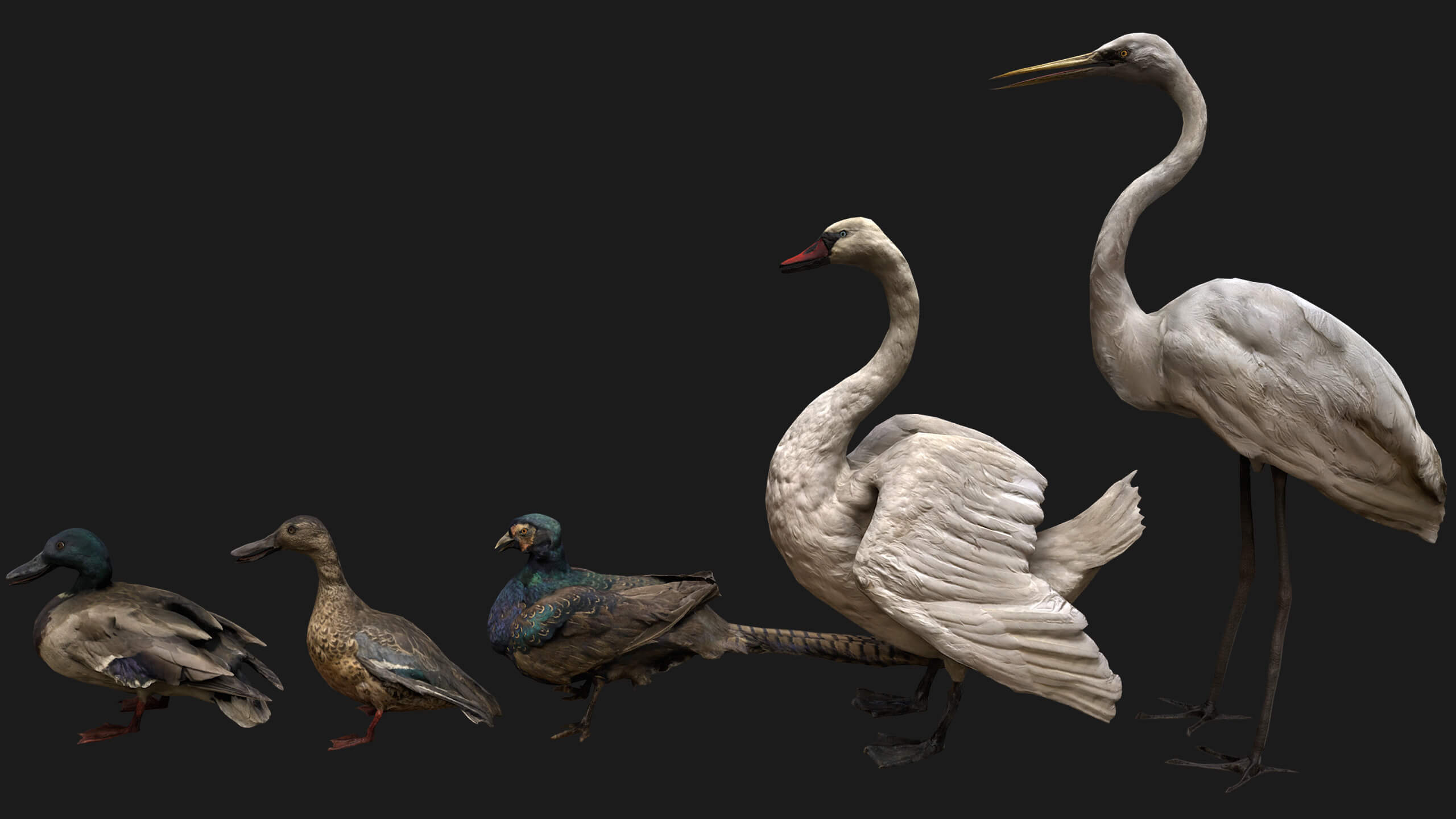 Bird Set : Swan Heron Ducks Pheasant - 3D Model by Dereza