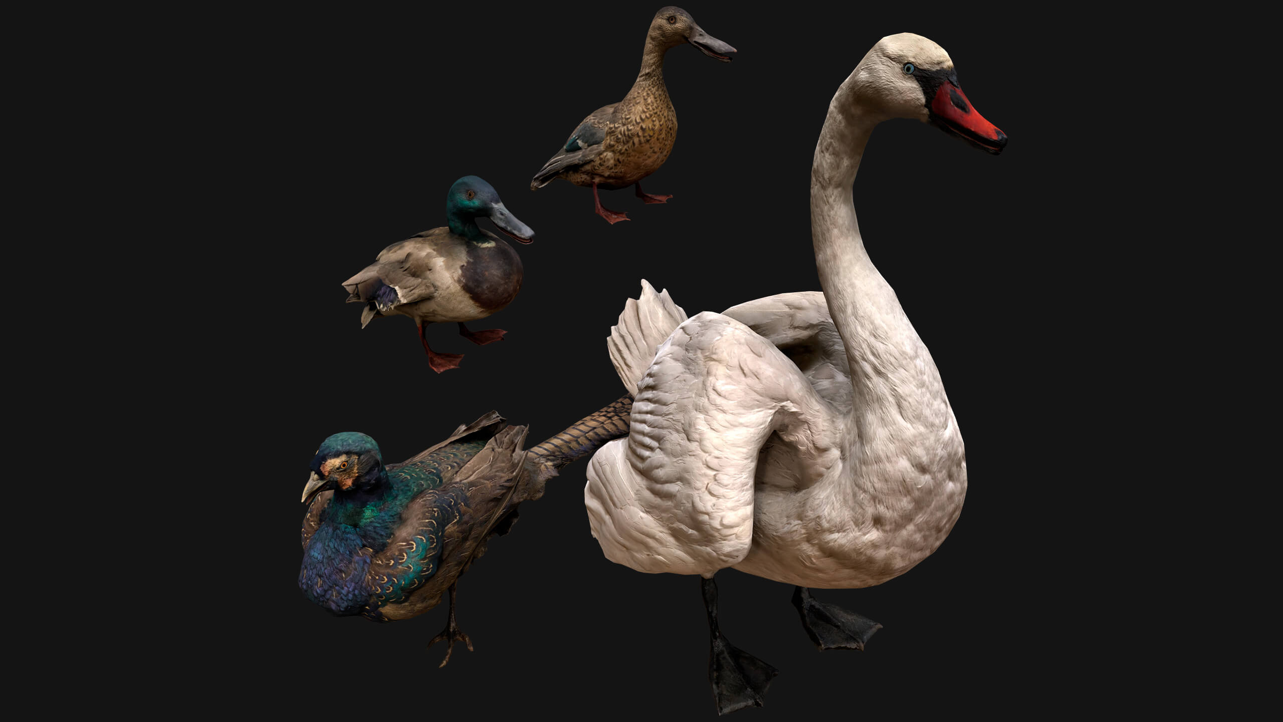 Birds Set Swan Ducks Pheasant - 3D Model by Dereza