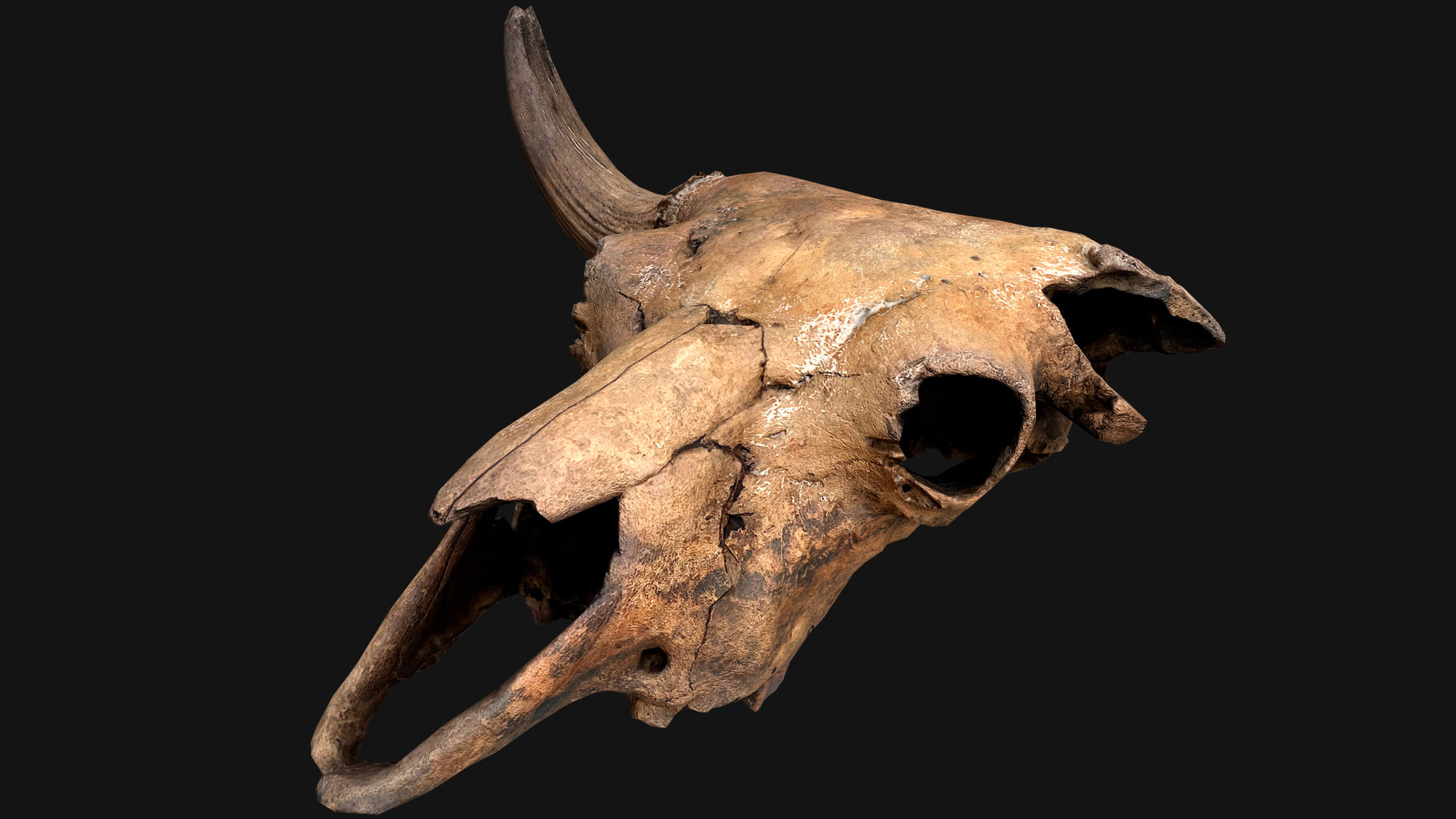 Bull Cow Skull - 3D Model by Dereza