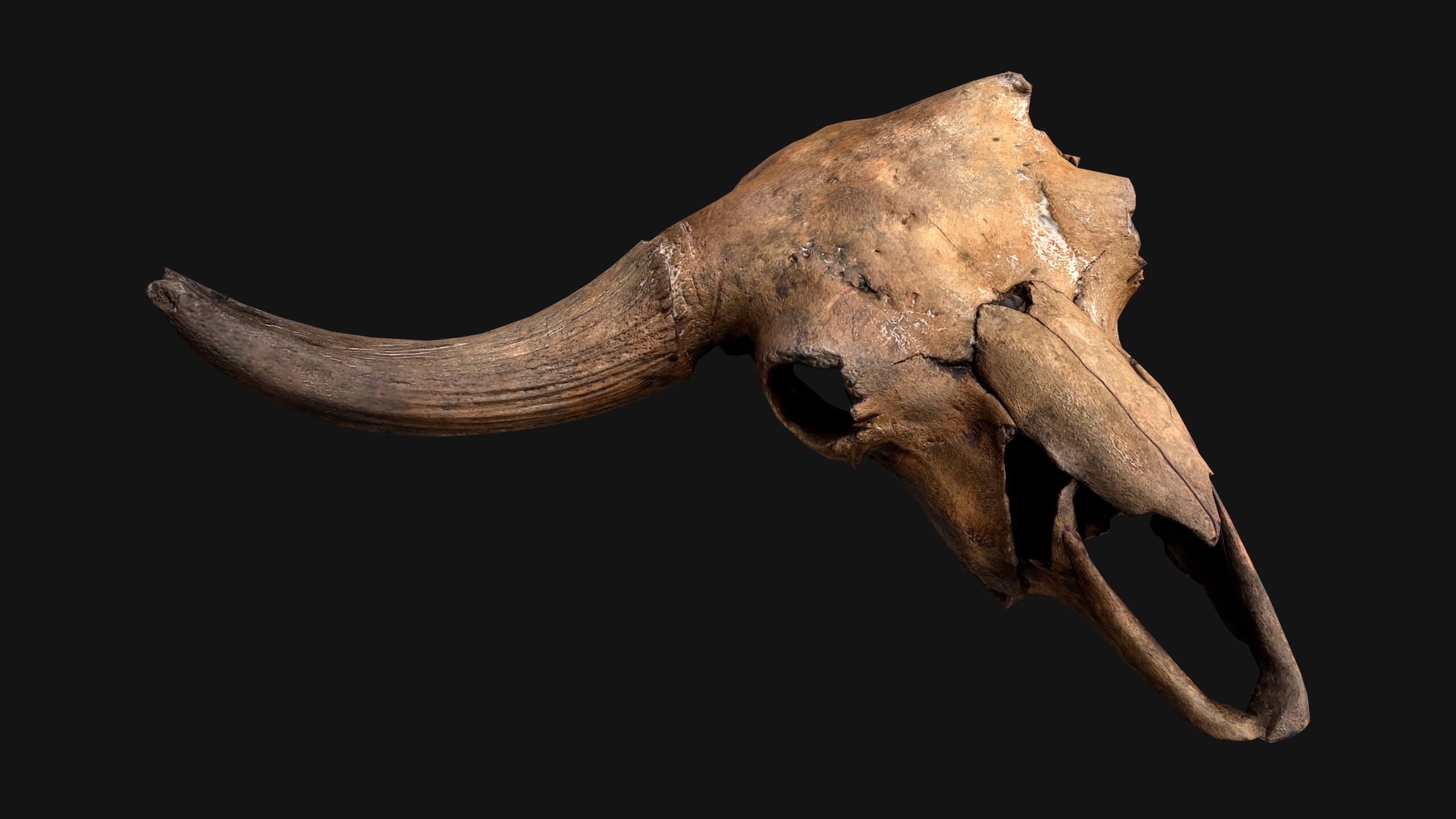 Cow Skull Side View