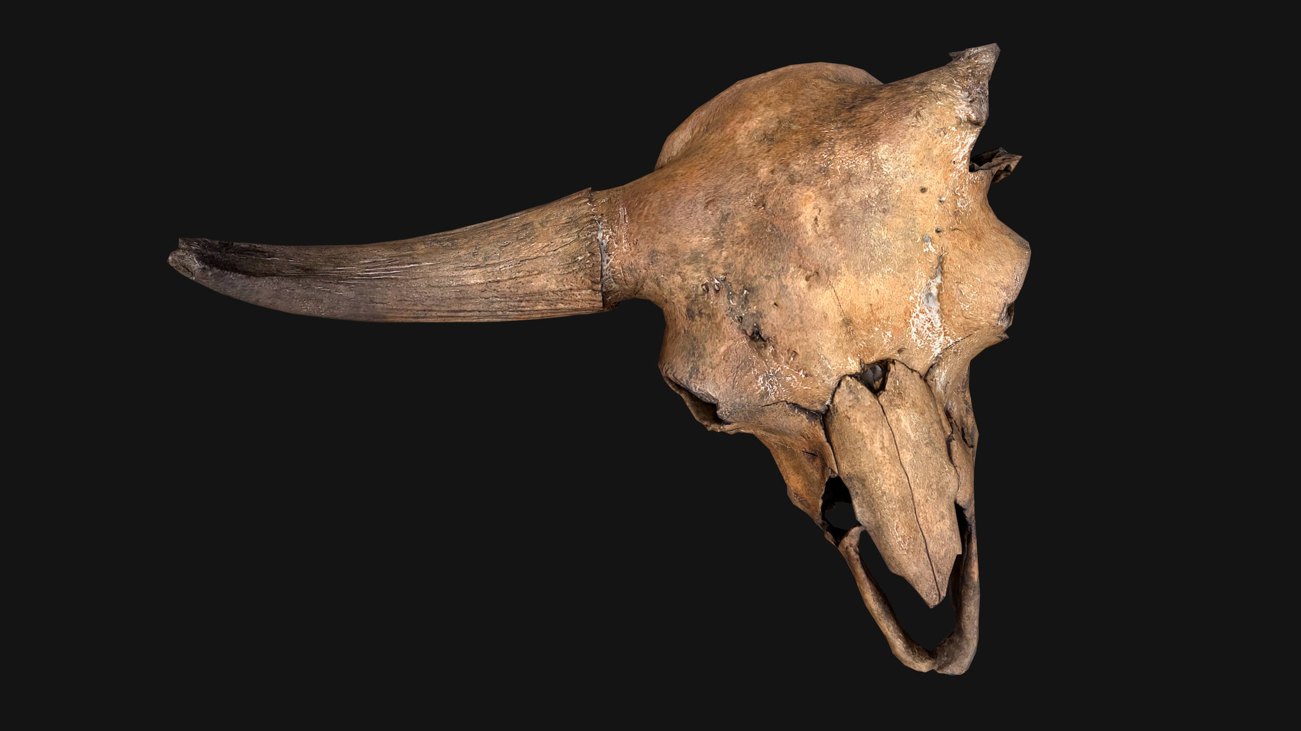 Bull Cow Skull - 3D Model by Dereza