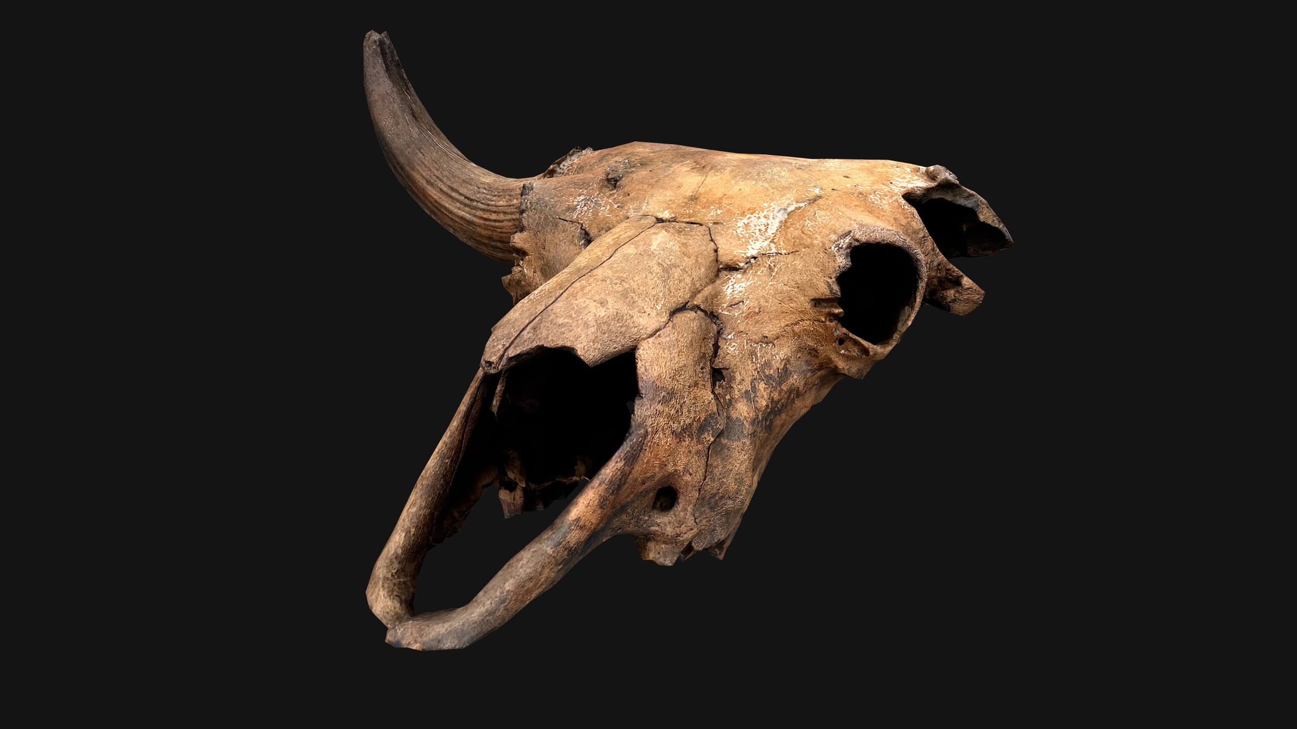 Bull Cow Skull - 3D Model by Dereza
