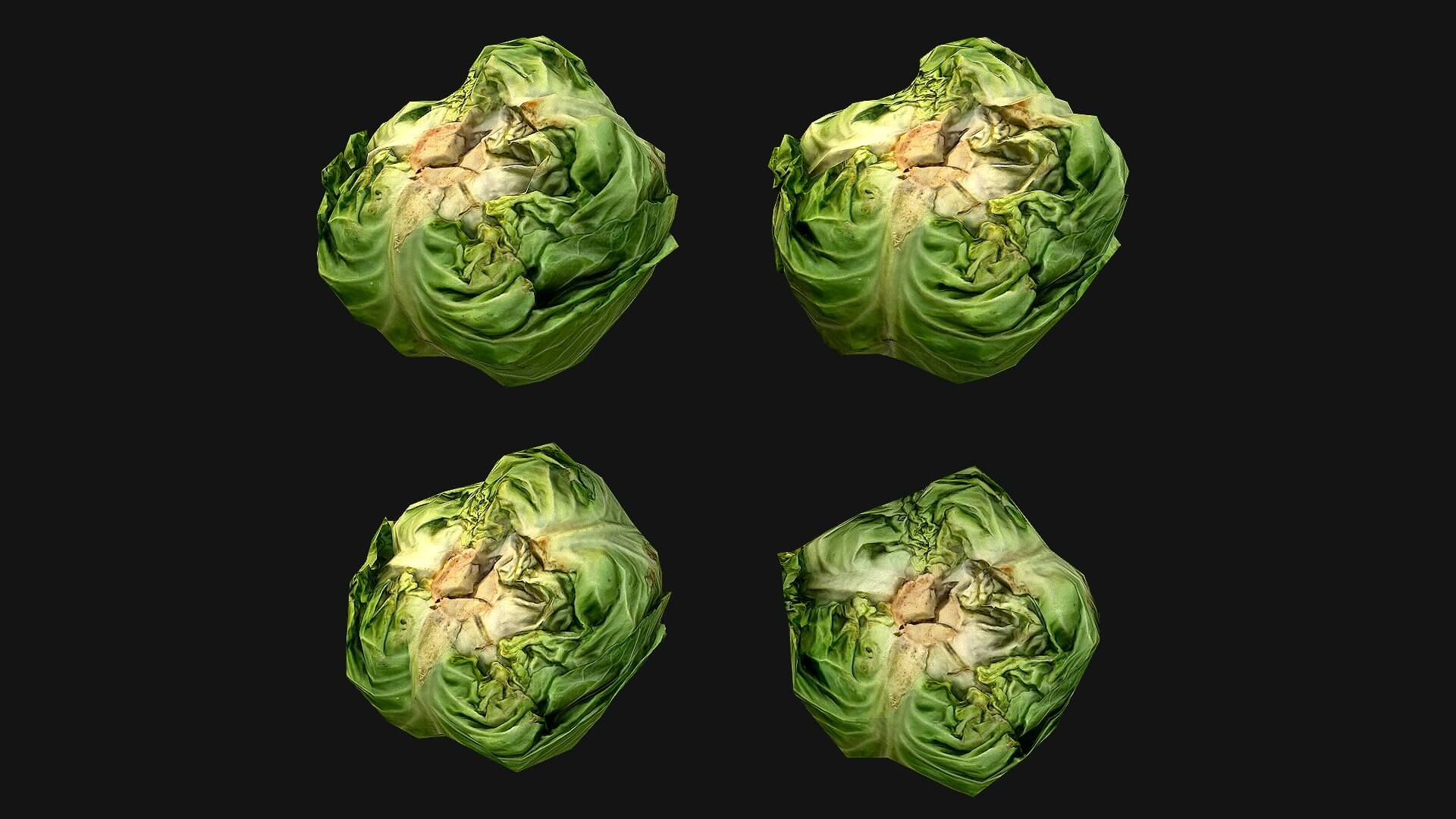 Cabbage - 3D Model by Dereza