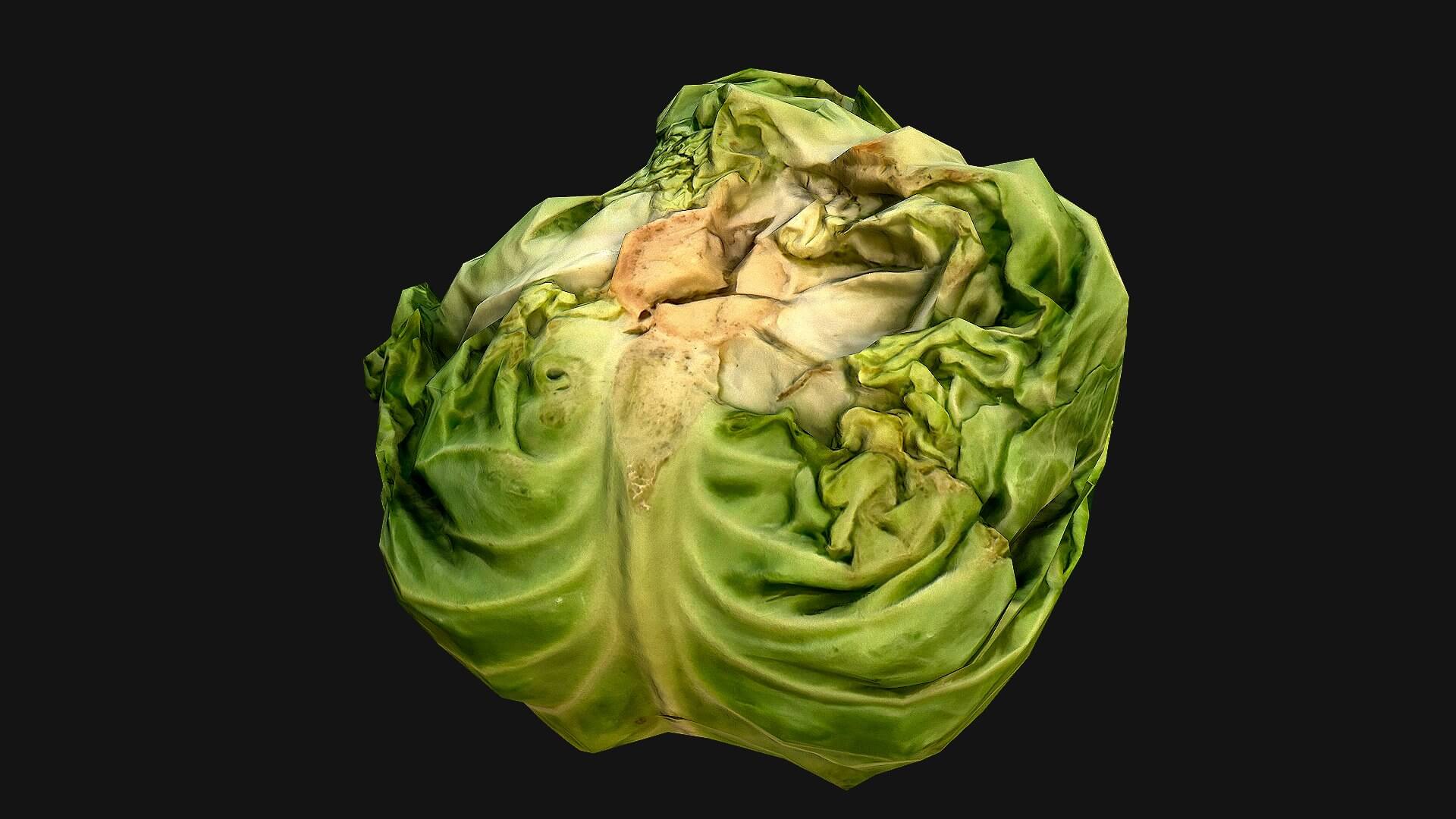 Cabbage - 3D Model by Dereza