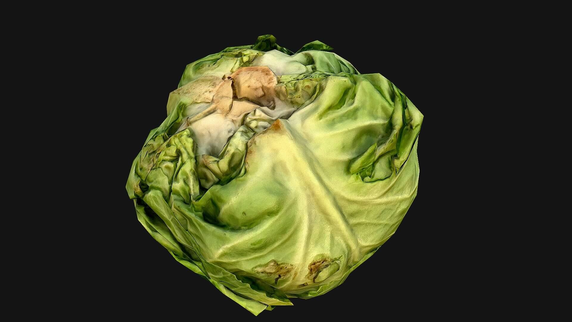 Cabbage - 3D Model by Dereza
