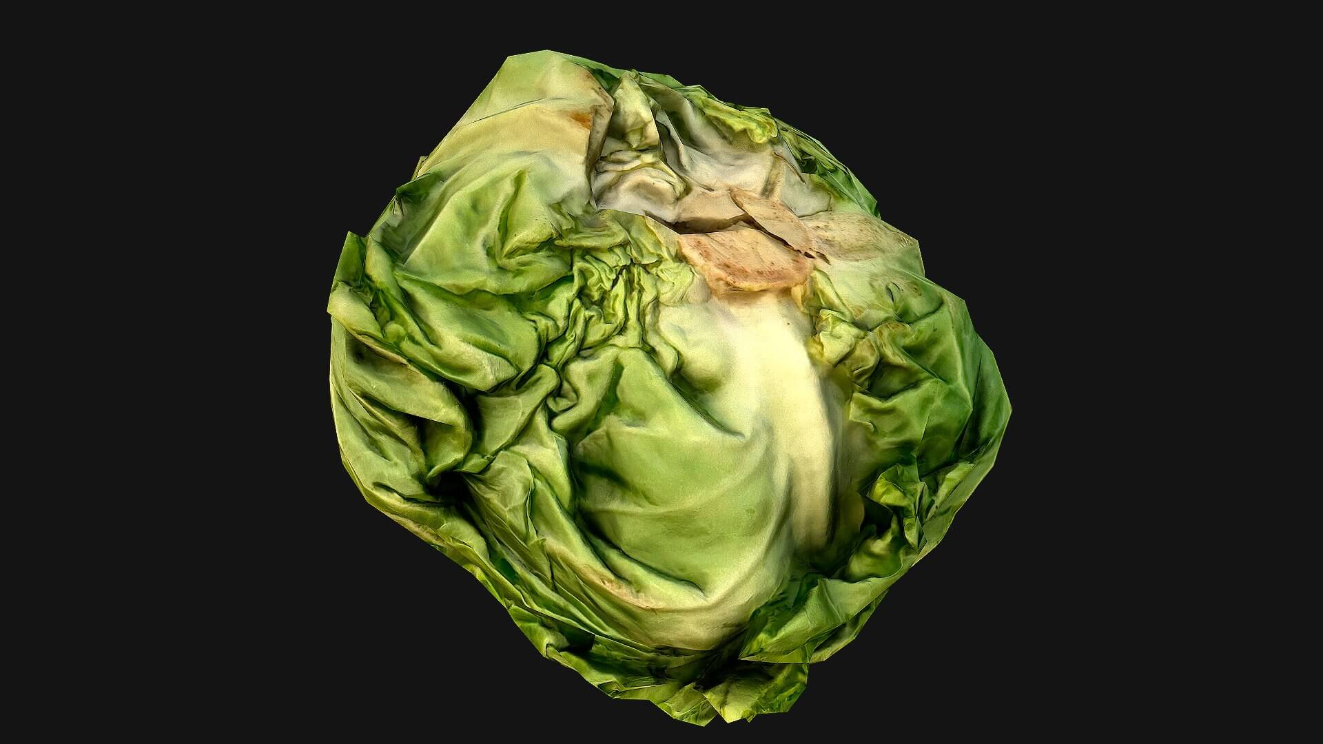 Cabbage - 3D Model by Dereza