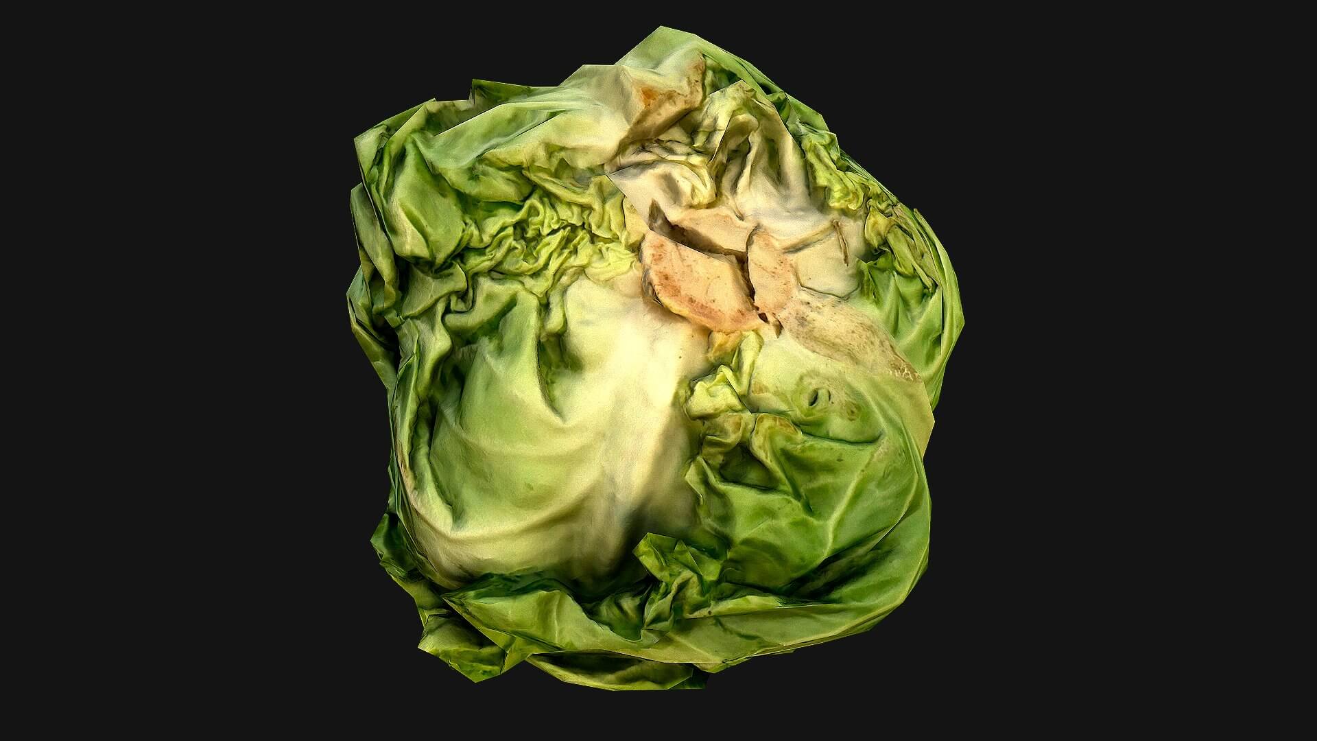 Cabbage - 3D Model by Dereza