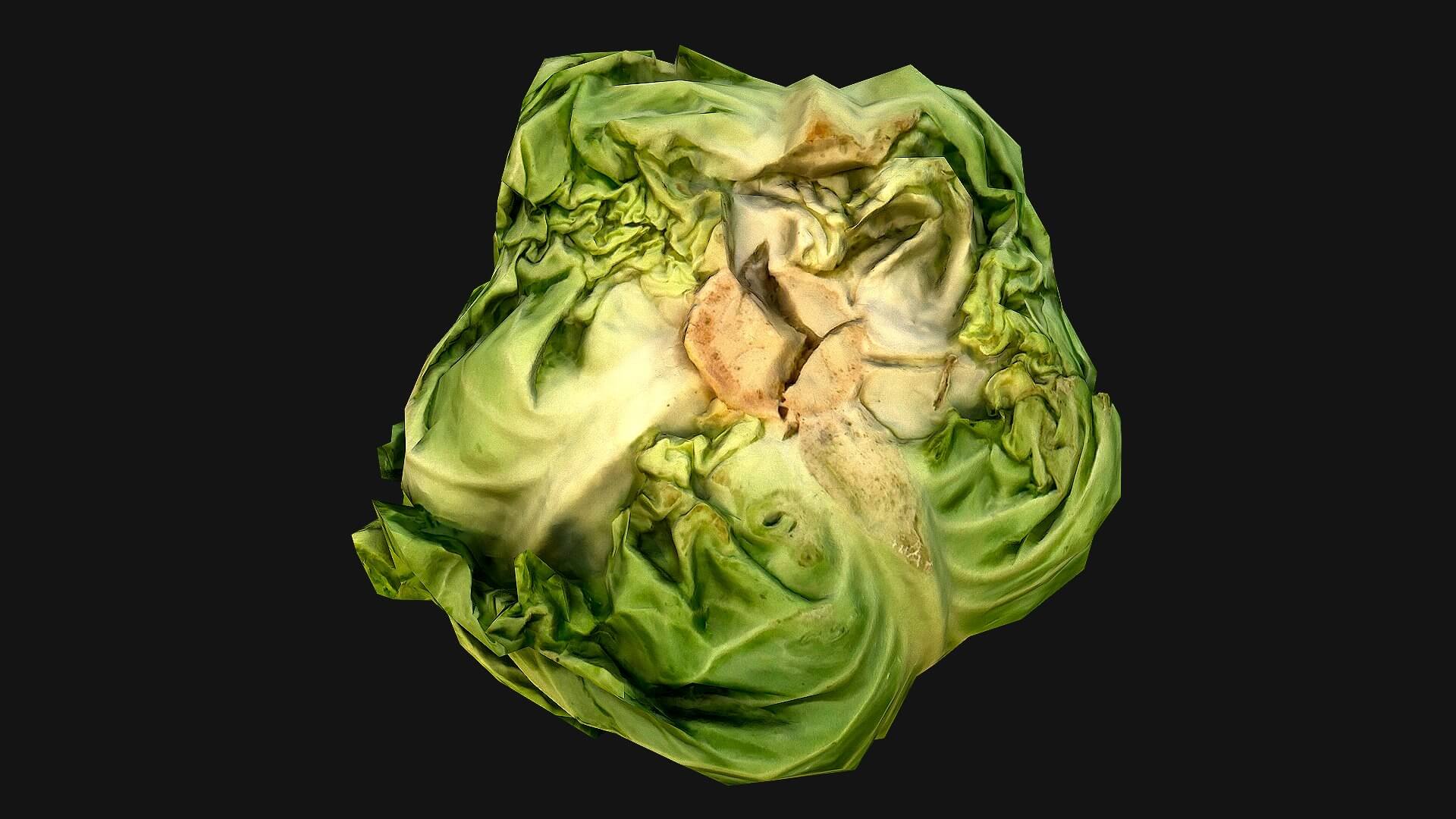 Cabbage - 3D Model by Dereza