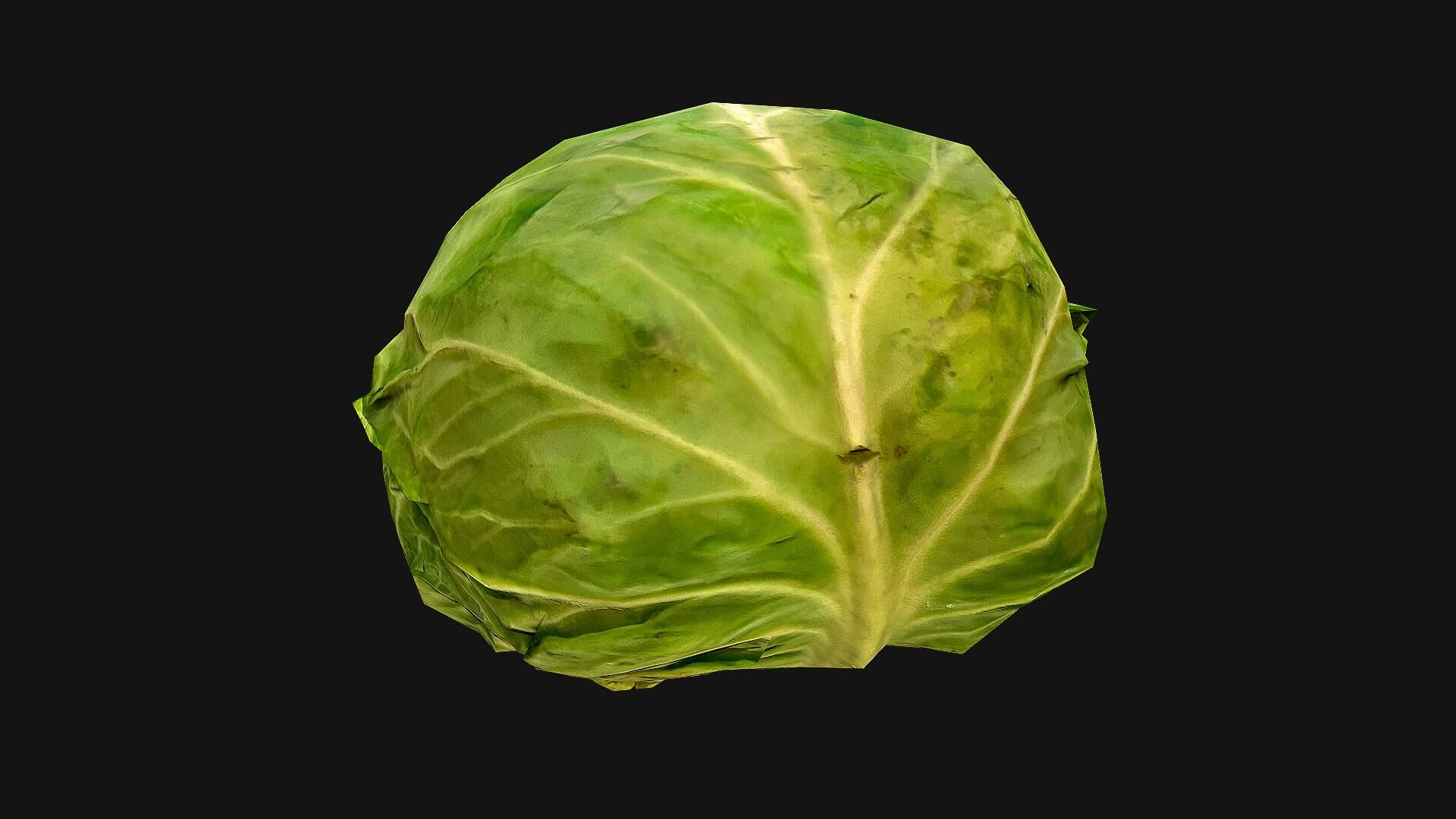 Cabbage - 3D Model by Dereza