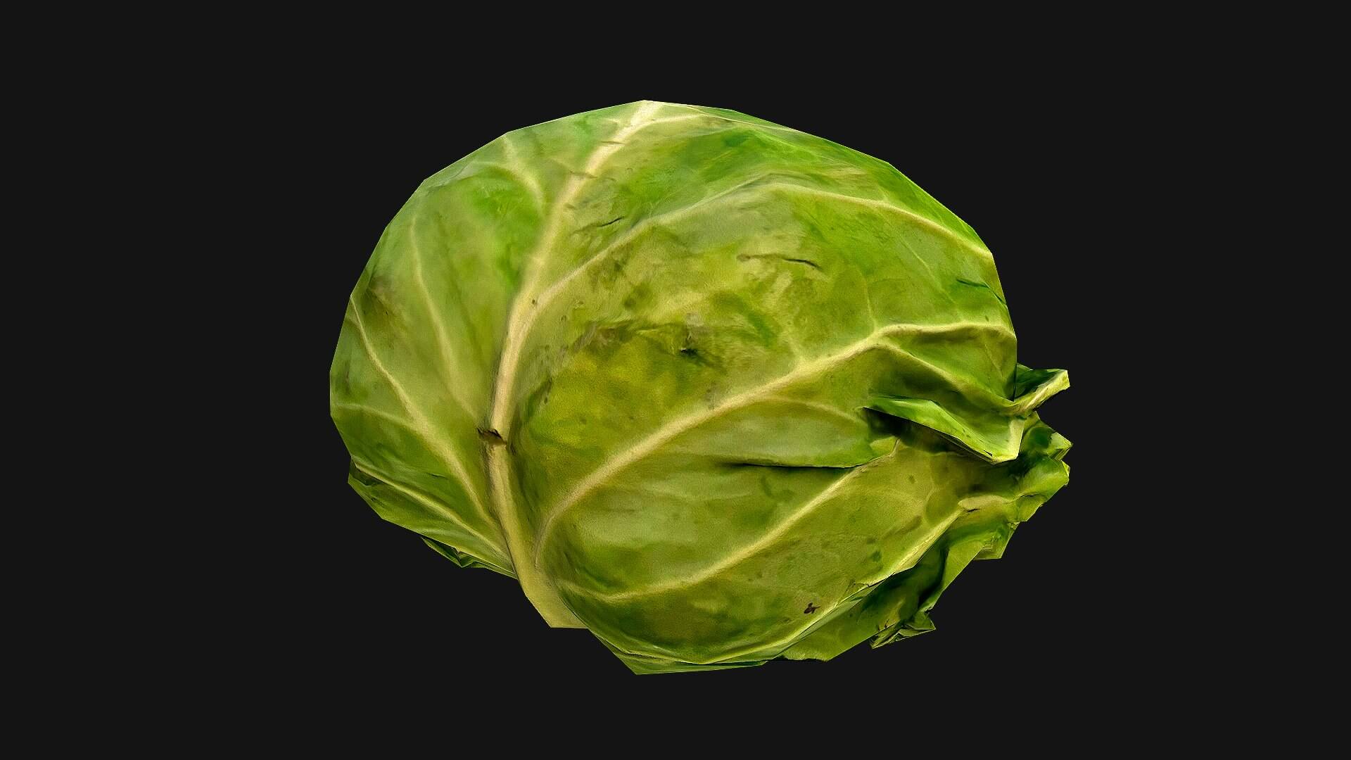 Cabbage - 3D Model by Dereza