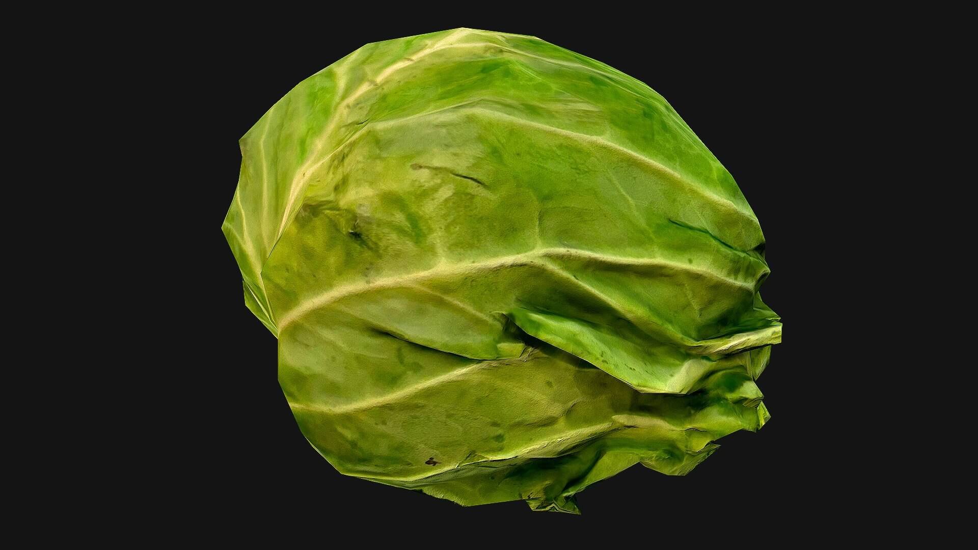 Cabbage - 3D Model by Dereza