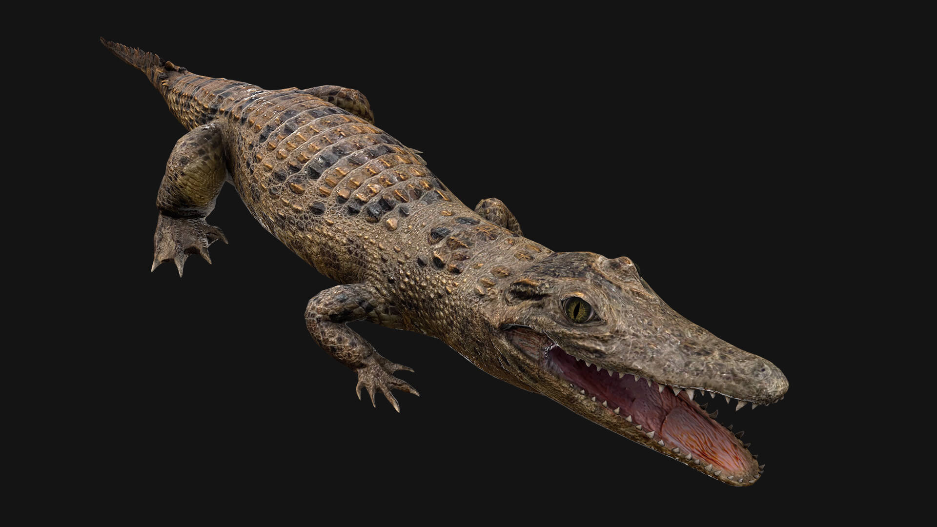 Krokodil Animal