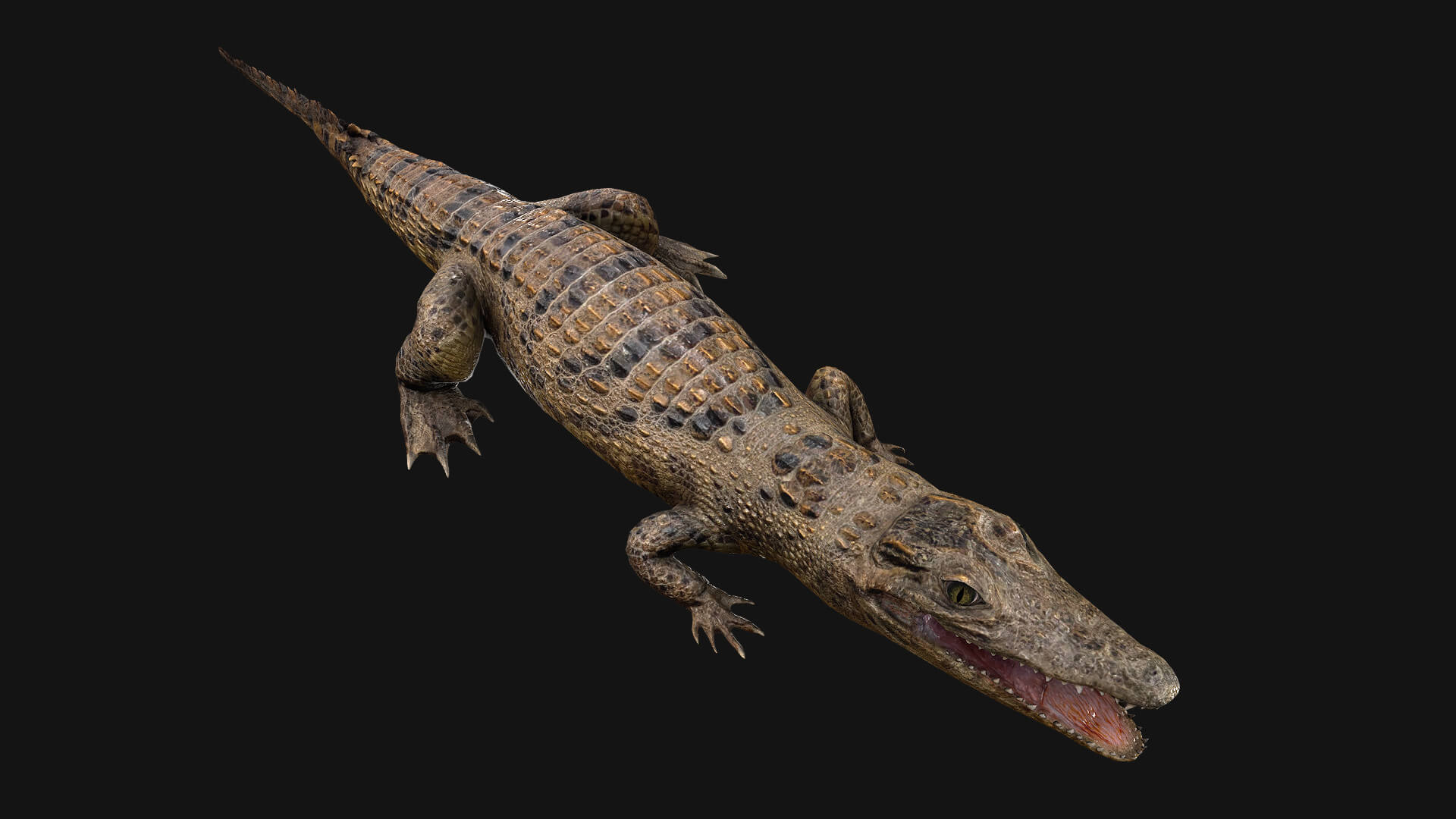 Crocodile Animal - 3D Model by Dereza