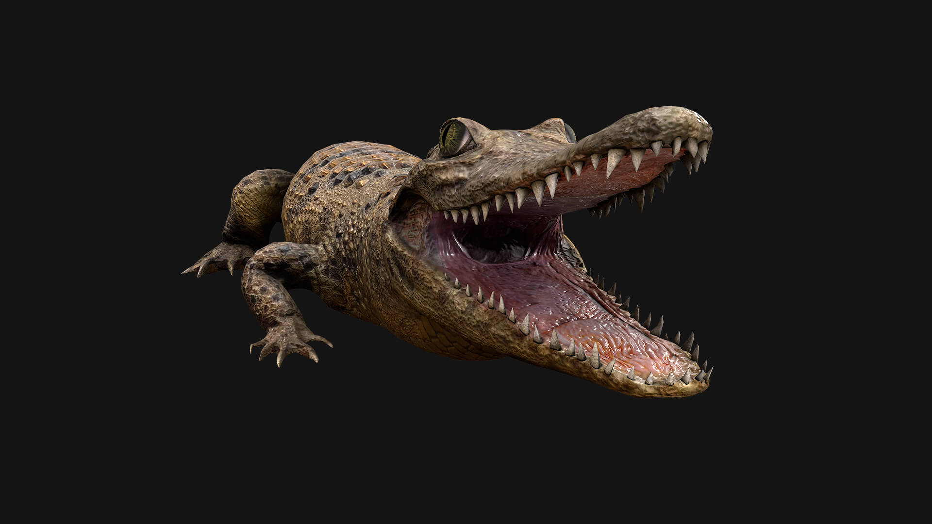 Crocodile Animal - 3D Model by Dereza