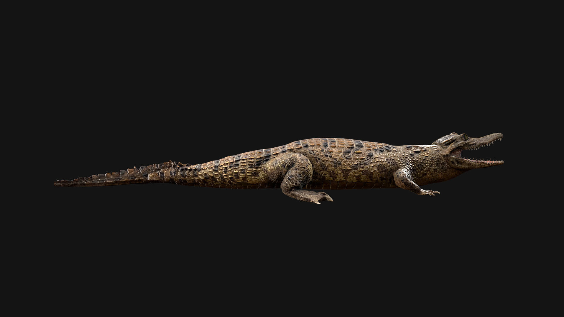 Crocodile Animal - 3D Model by Dereza