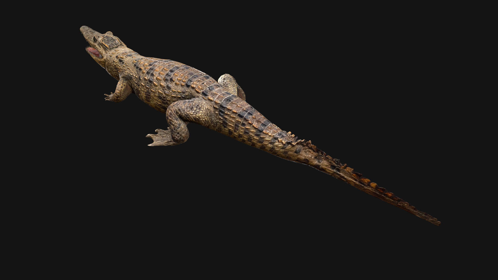 Crocodile Animal - 3D Model by Dereza