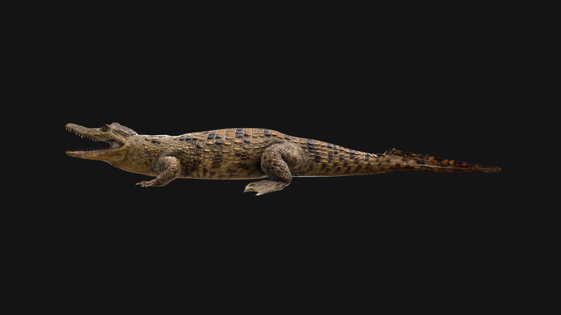 Crocodile Animal - 3D Model by Dereza