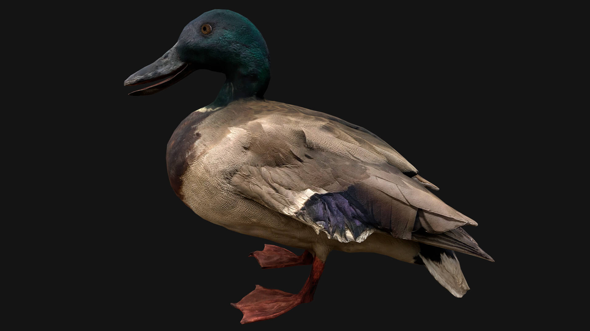 Mallard Duck Bird - 3D Model by Dereza