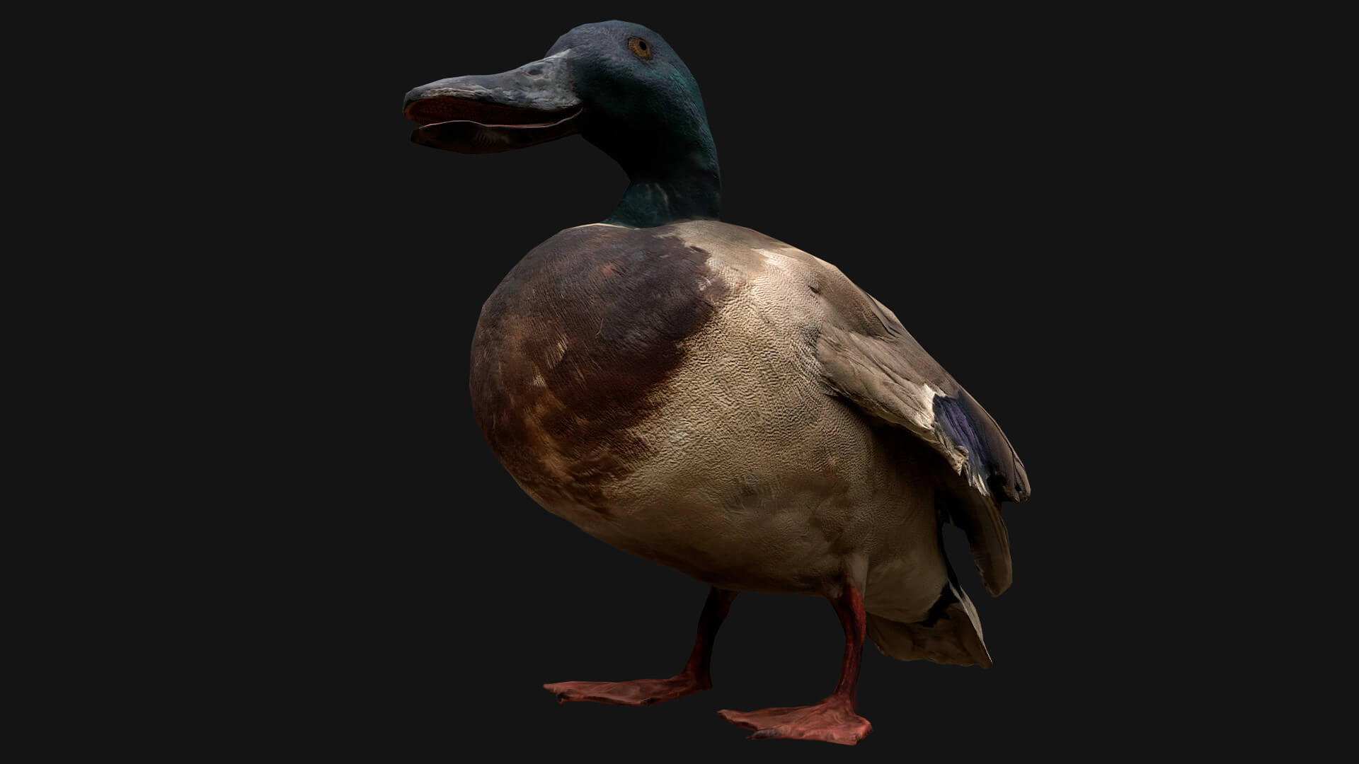 Mallard Duck Bird - 3D Model by Dereza
