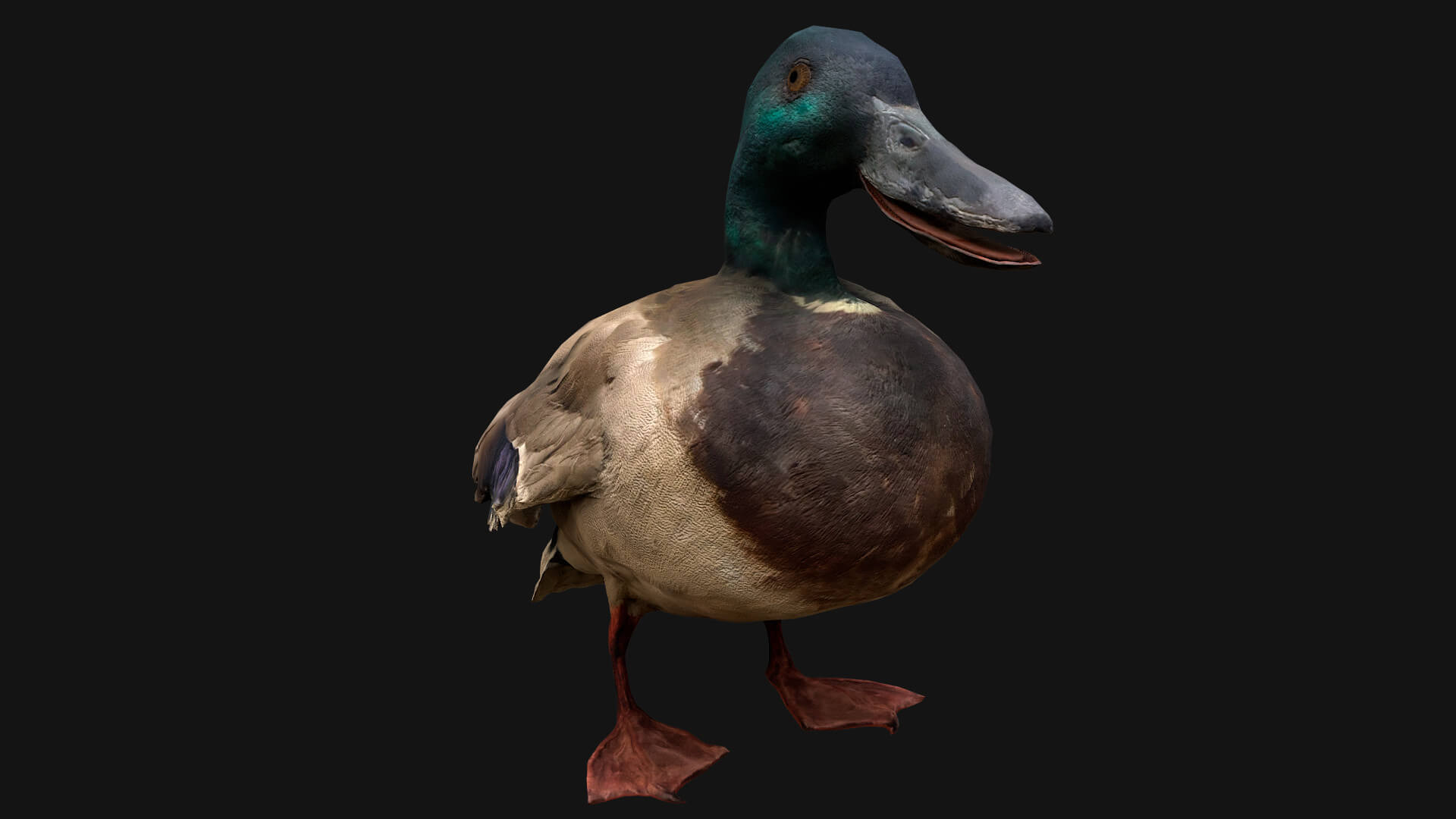 Mallard Duck Bird - 3D Model by Dereza