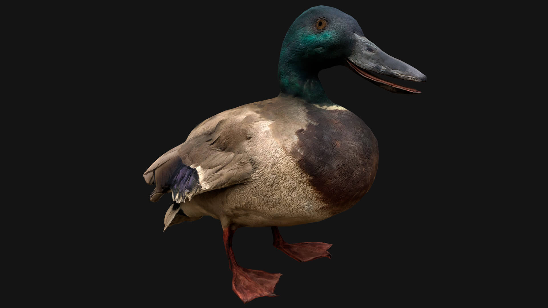 Mallard Duck Bird - 3D Model by Dereza