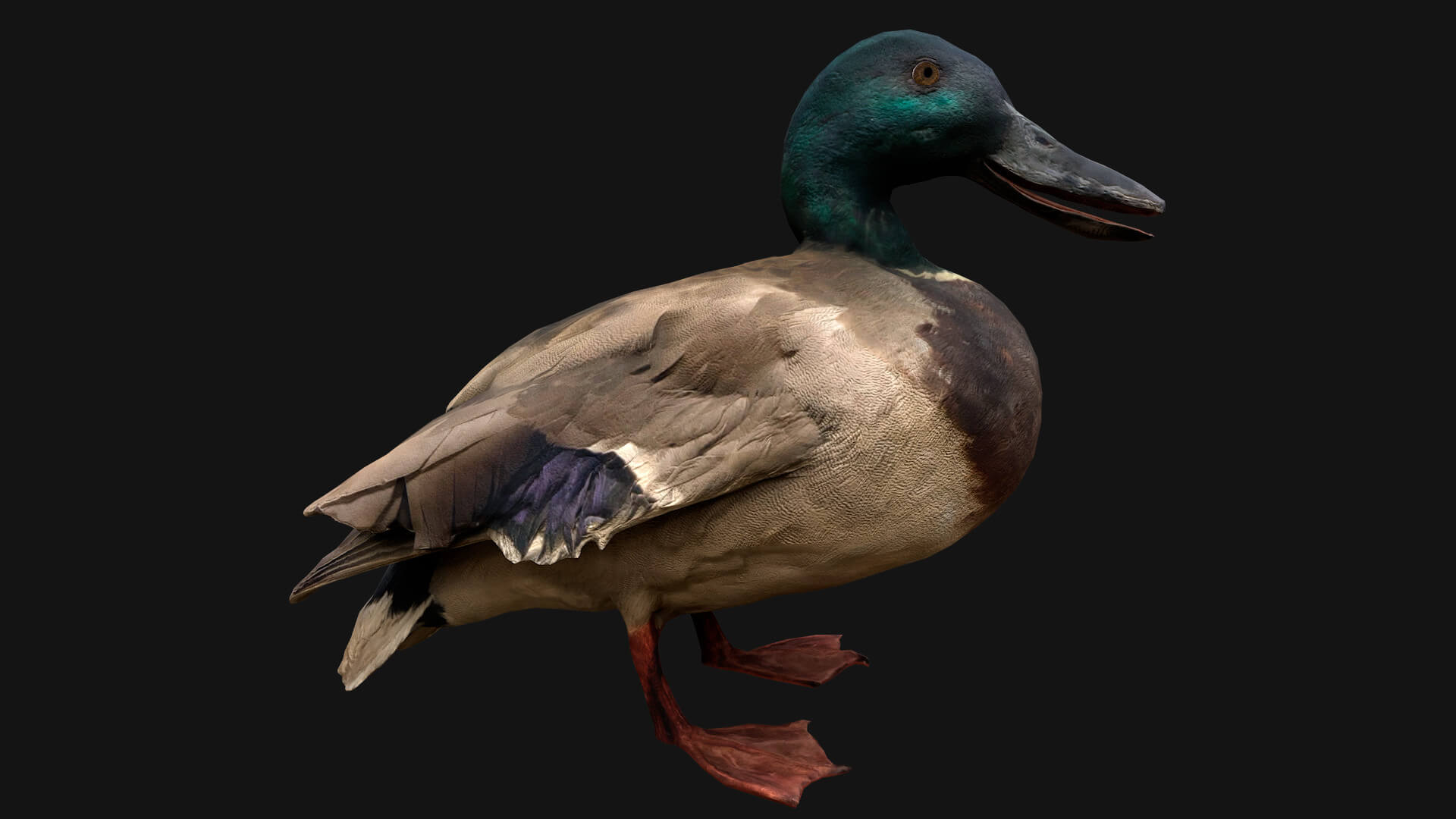 Mallard Duck Bird - 3D Model by Dereza