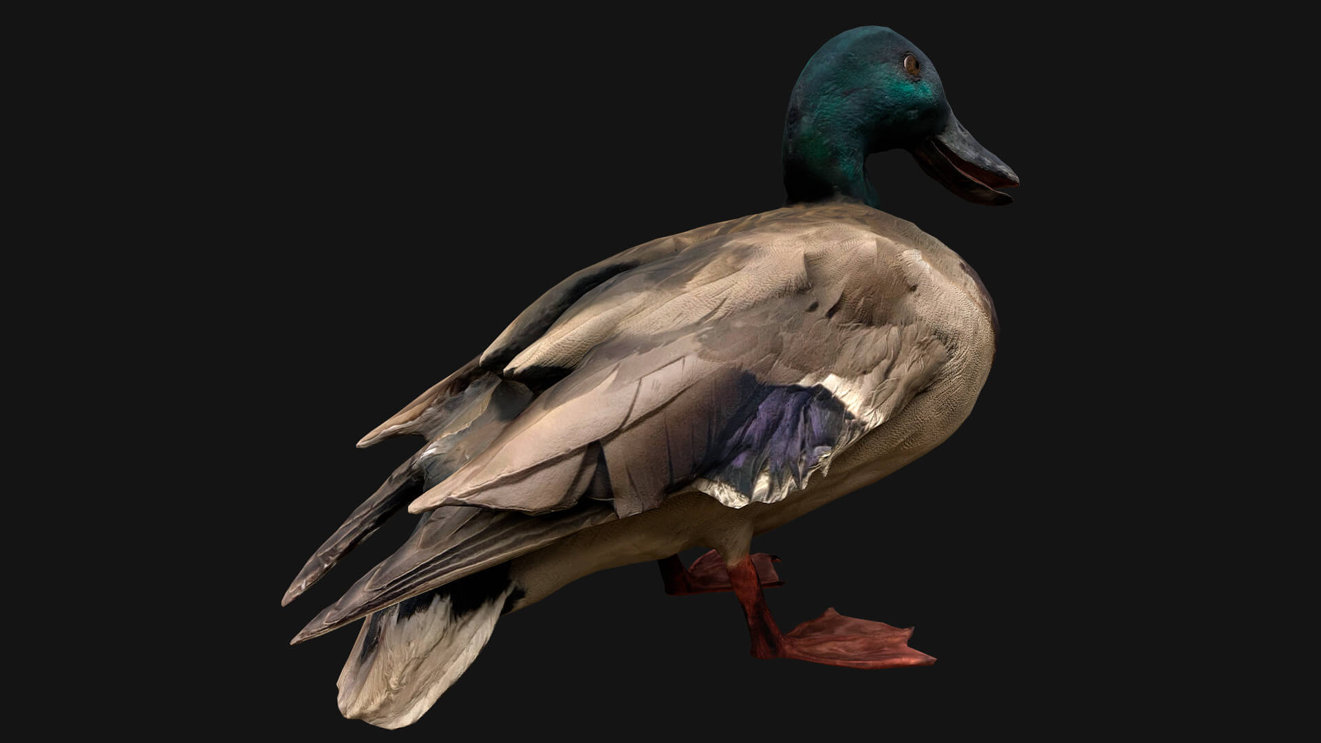 Mallard Duck Bird - 3D Model by Dereza
