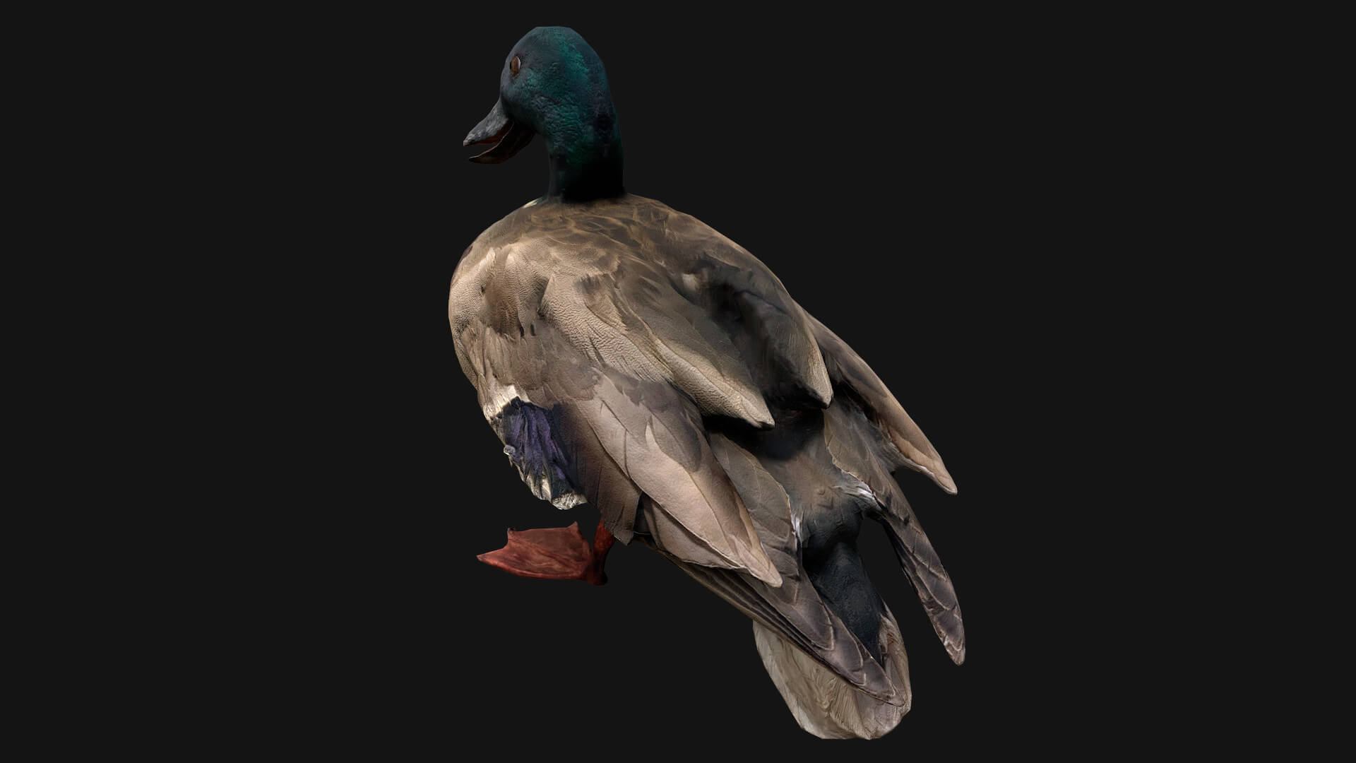 Mallard Duck Bird - 3D Model by Dereza