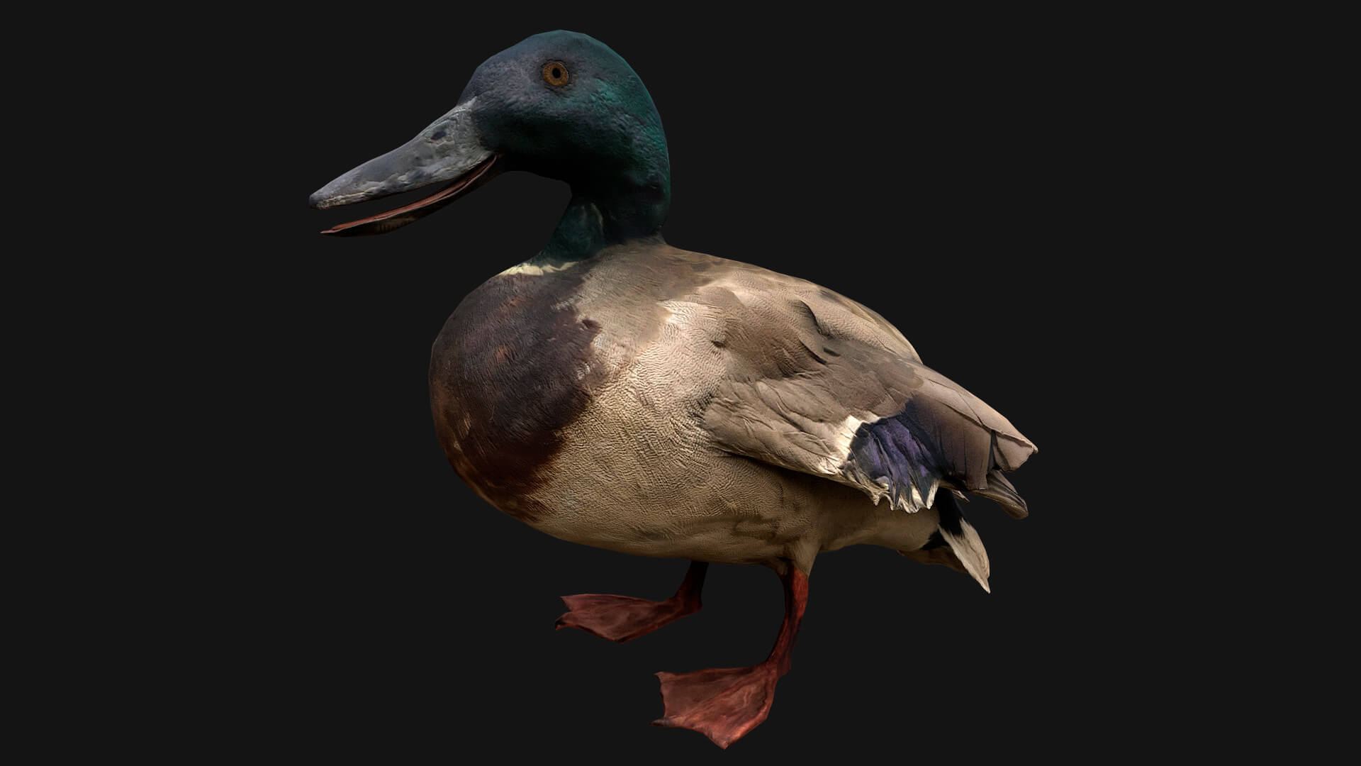 Mallard Duck Bird - 3D Model by Dereza