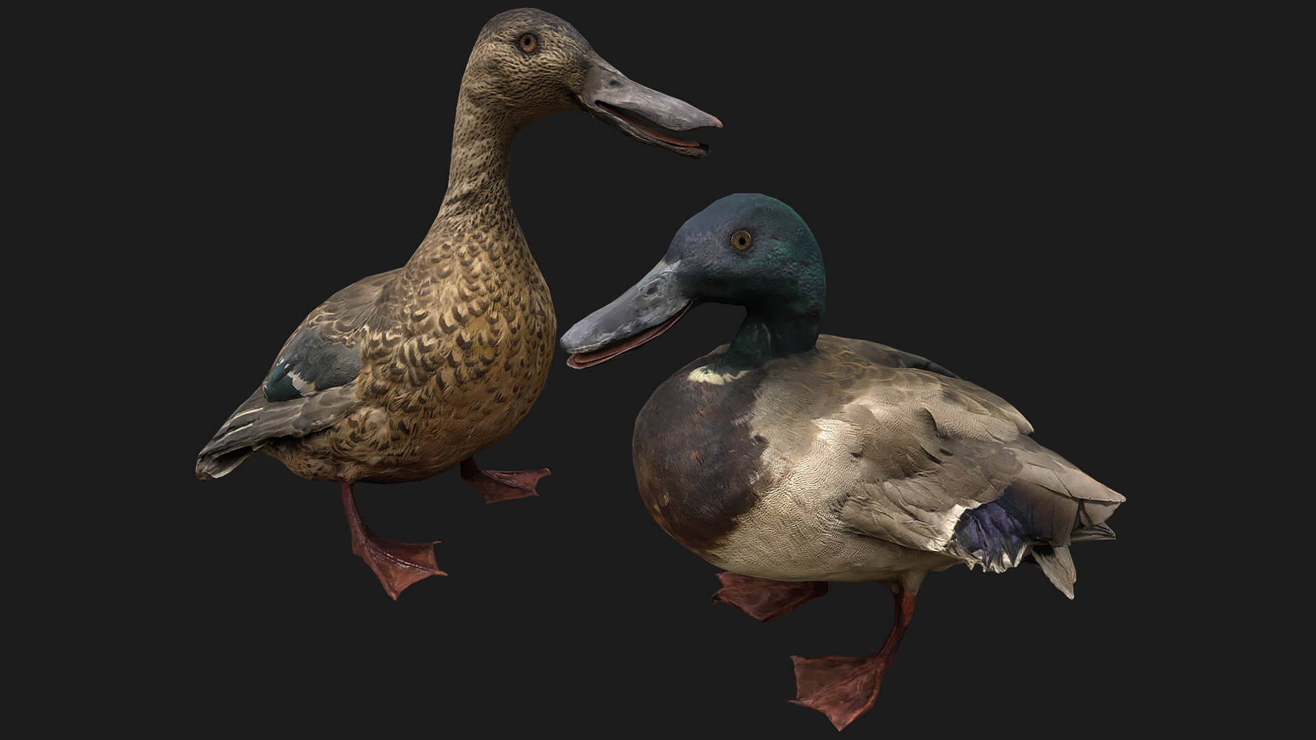 Duck Birds Pack - 3D Model by Dereza