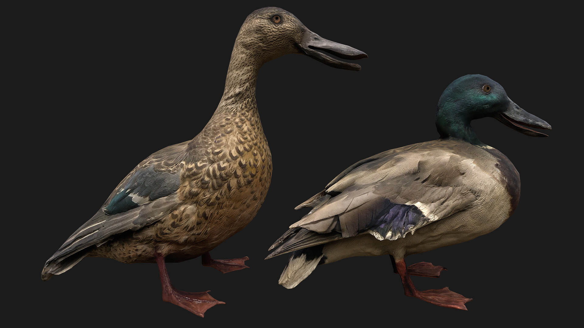 Duck Birds Pack - 3D Model by Dereza
